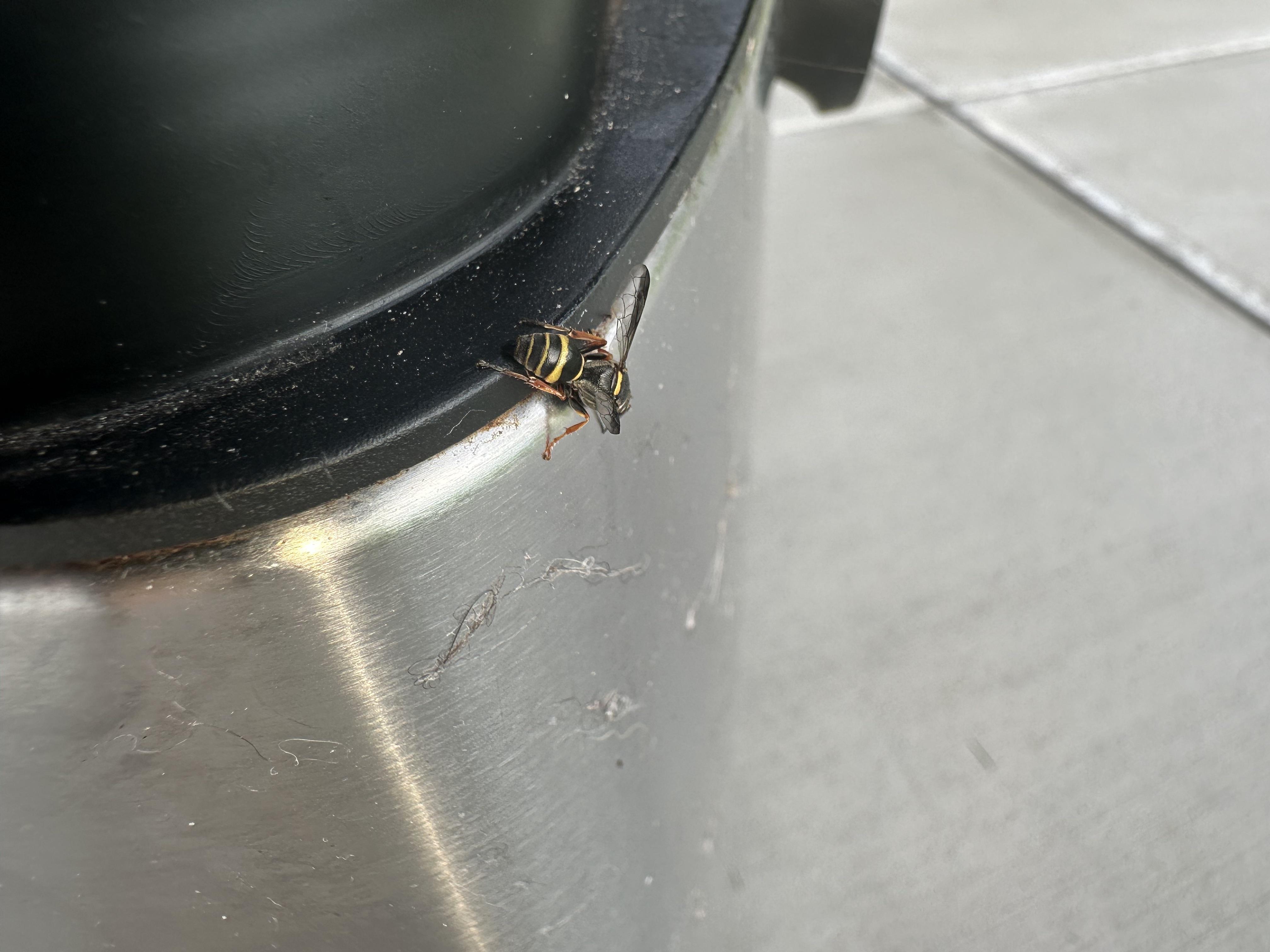 What is this insect? | Scrolller