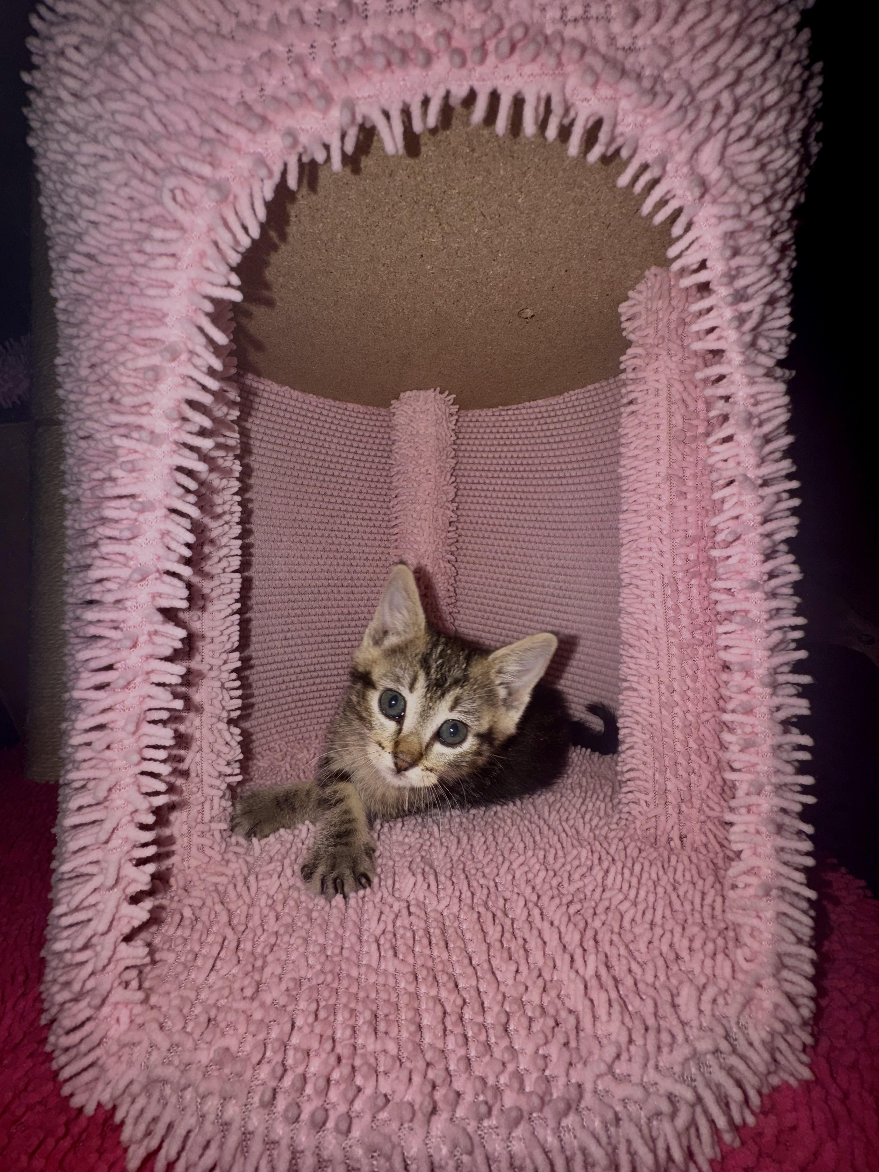 Meet Katara Scrolller