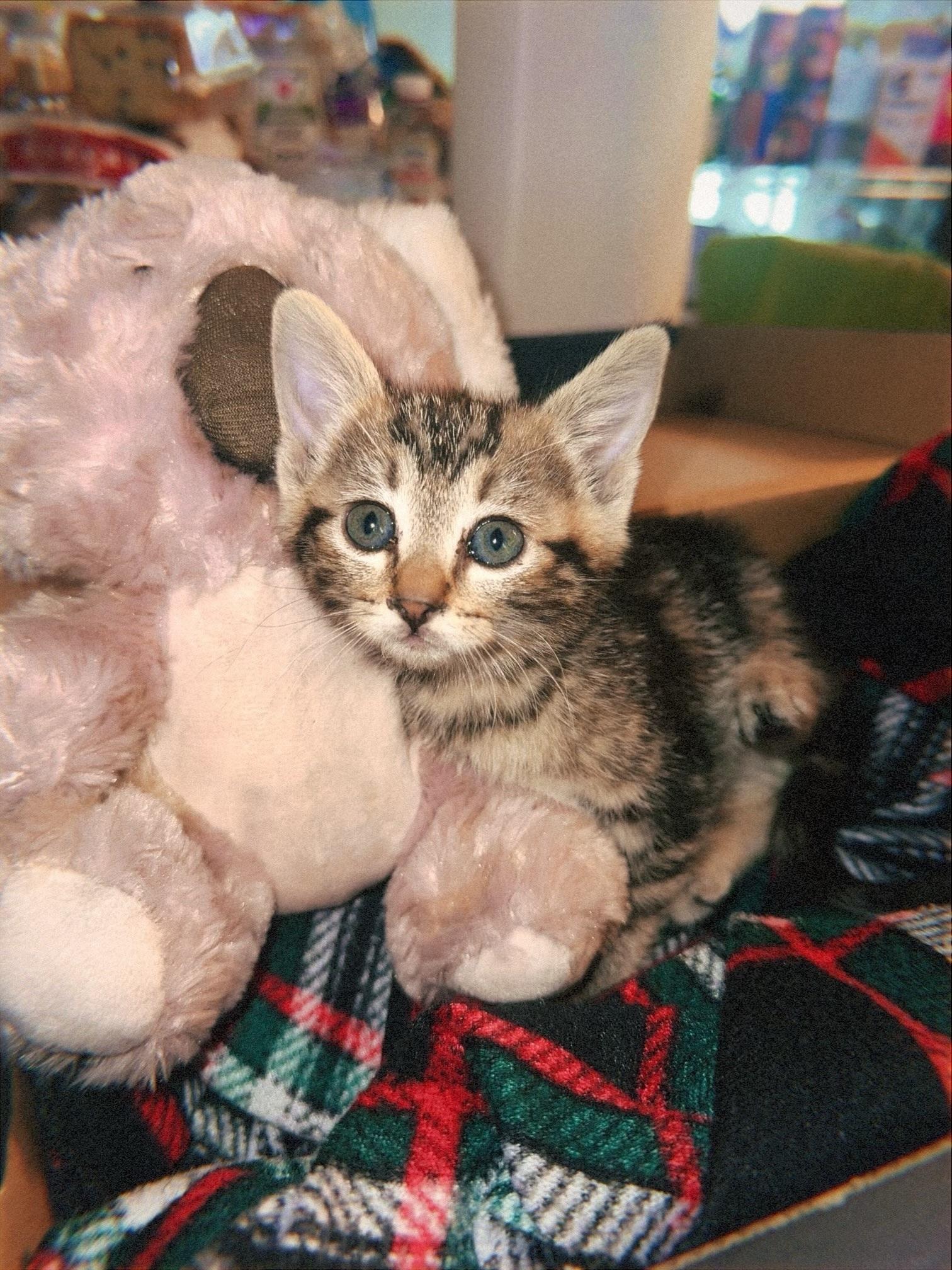 Meet Katara Scrolller