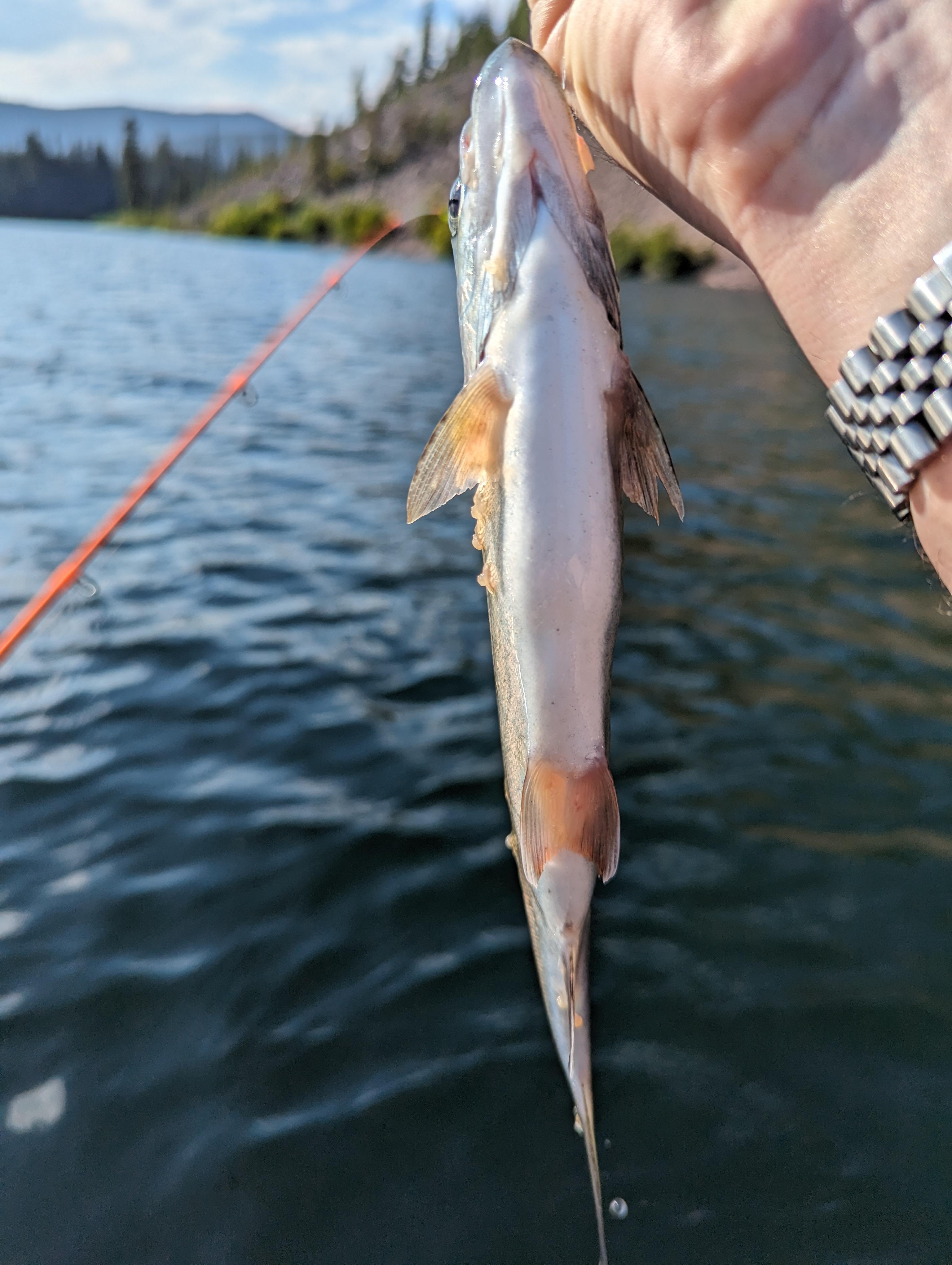 Two rainbows had some odd... Worms? Please help with any info you have ...