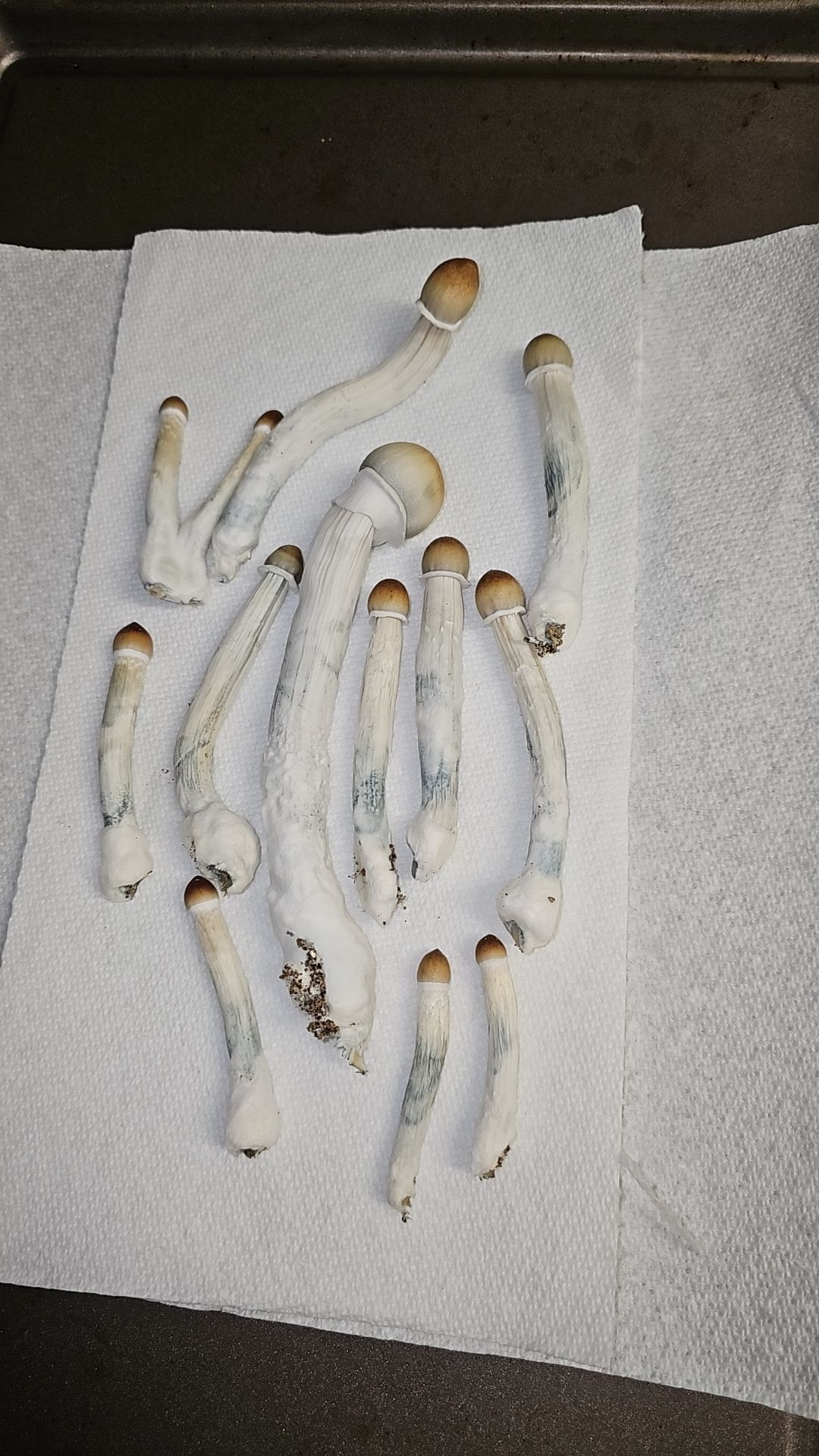 First ever flush | Scrolller