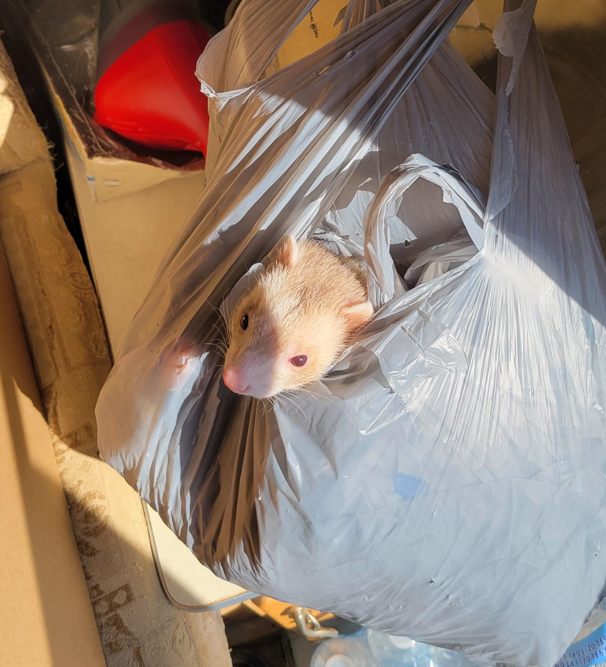 One beauty, and one Beast. | Scrolller