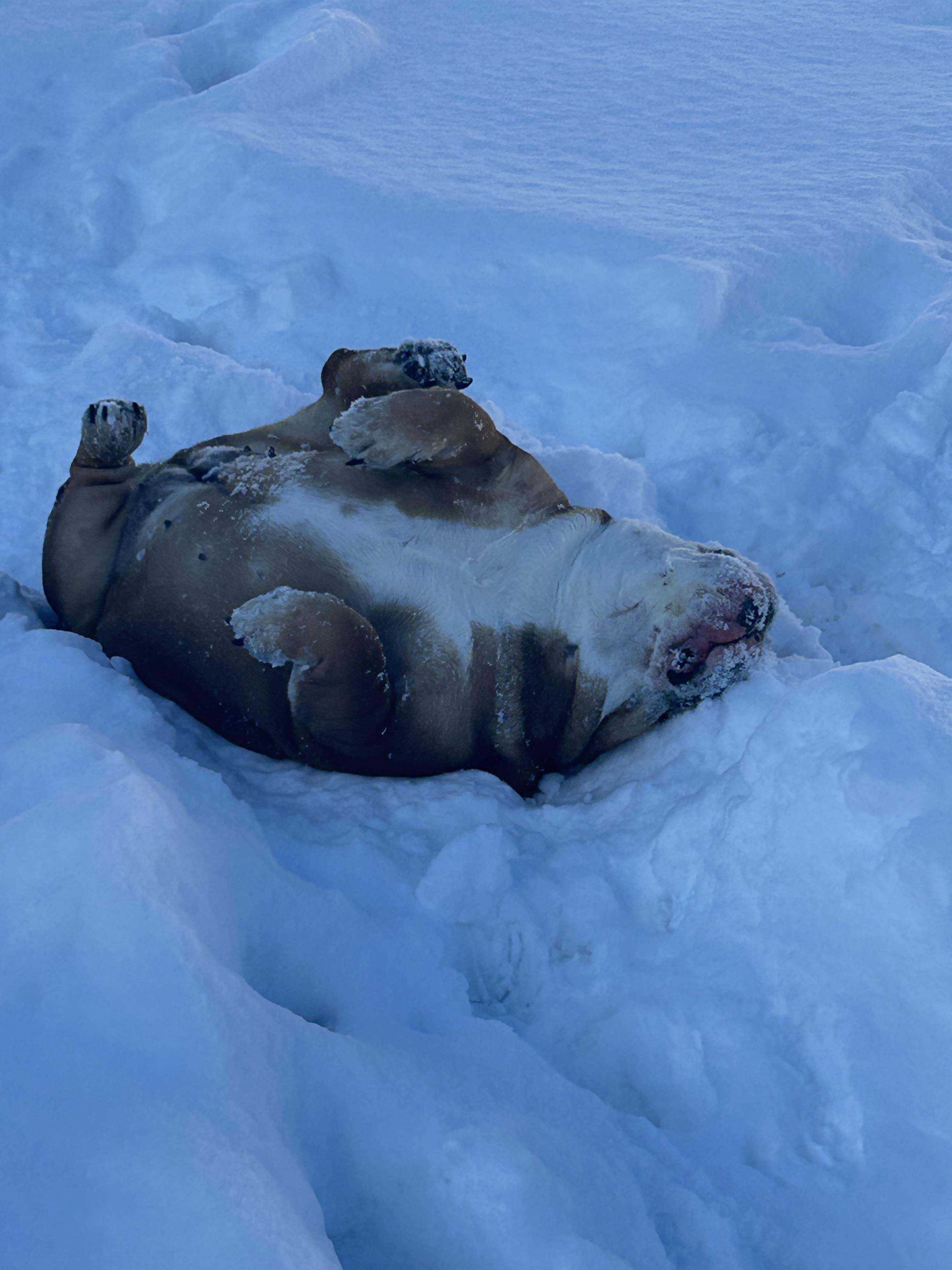 Izzy Loves The Snow Scrolller
