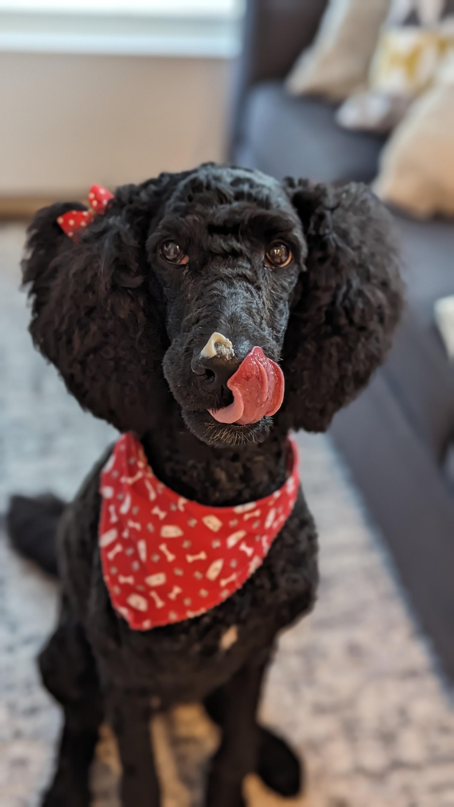Sophie with some whipped cream on her floof | Scrolller
