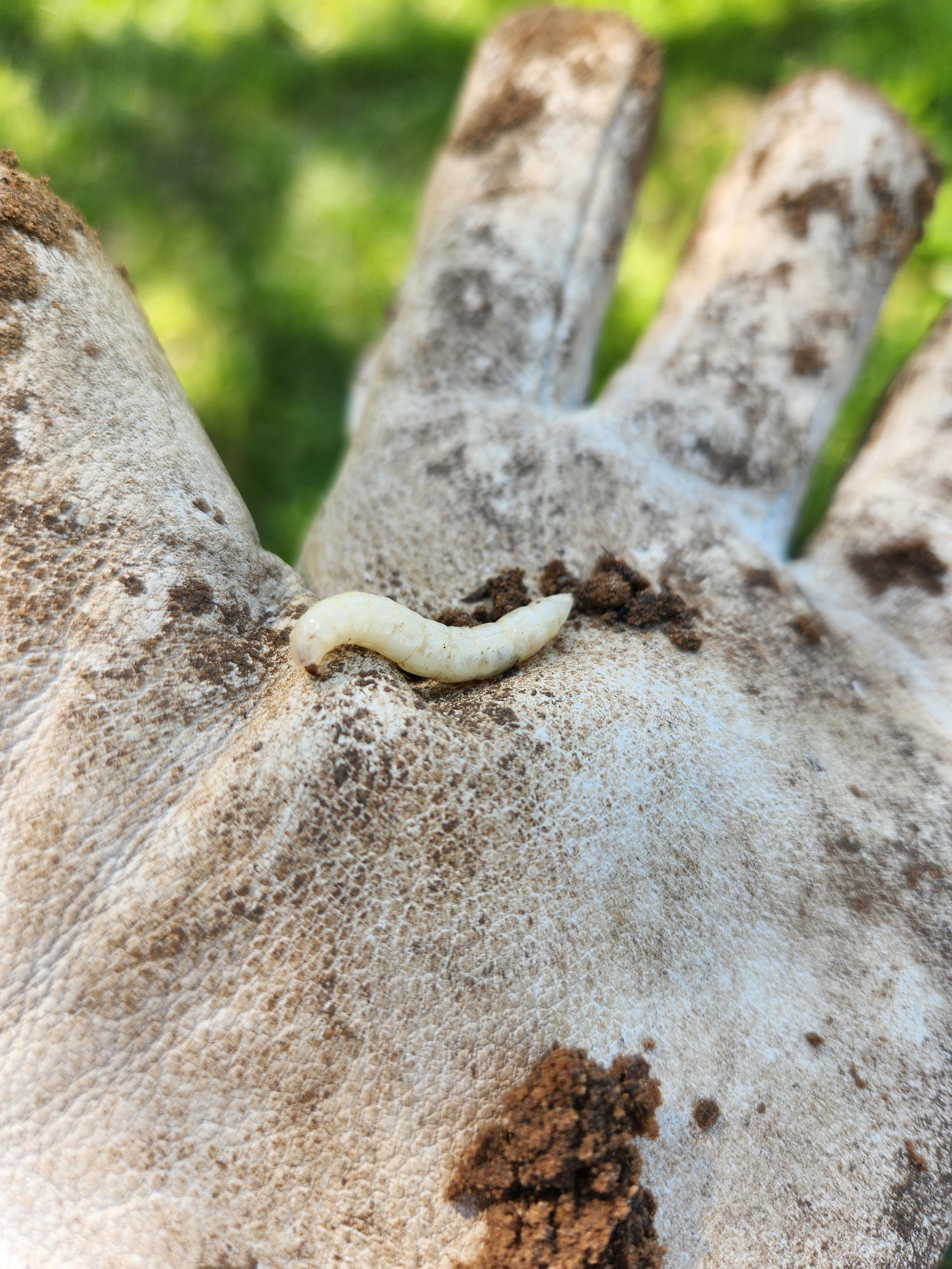 Worm in the ground. North TX | Scrolller