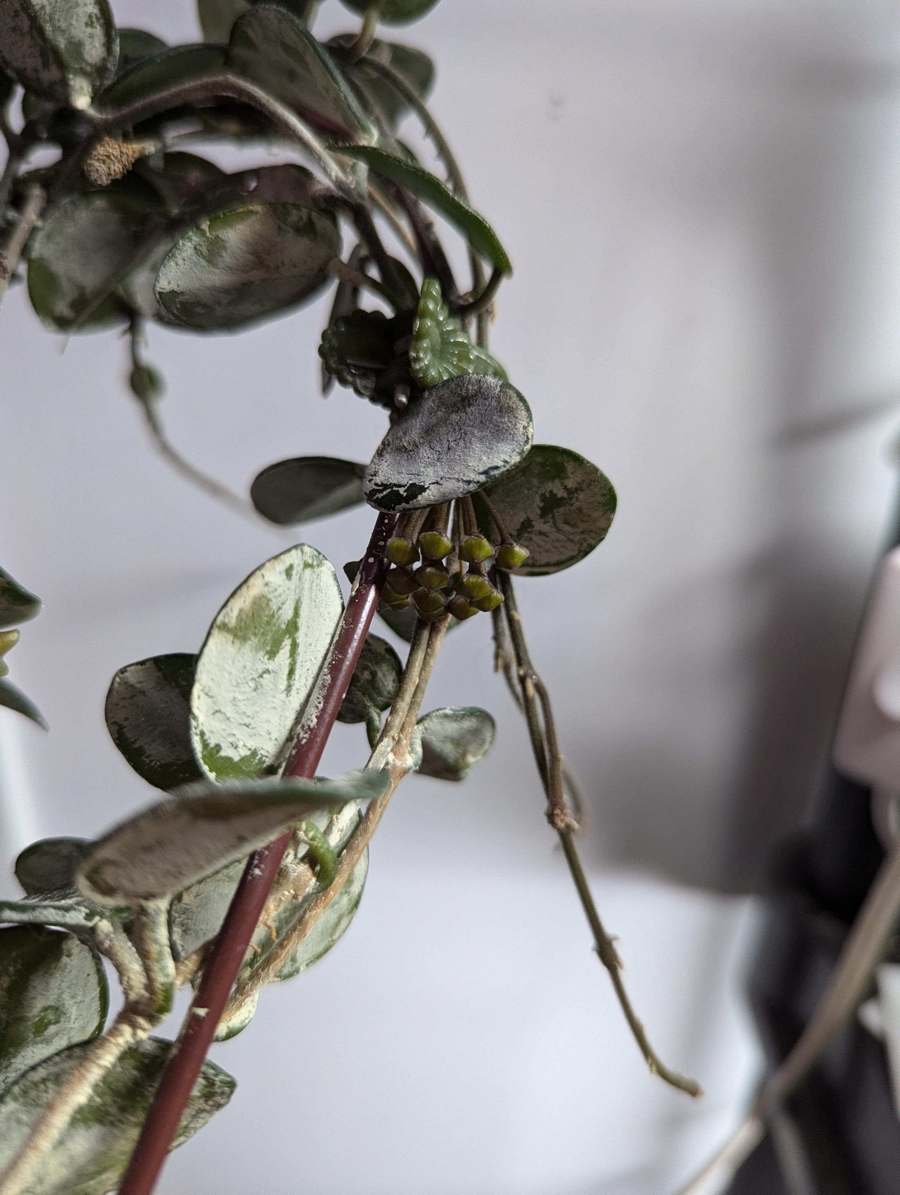 Just showing off some new growth, peduncles and blooms! | Scrolller