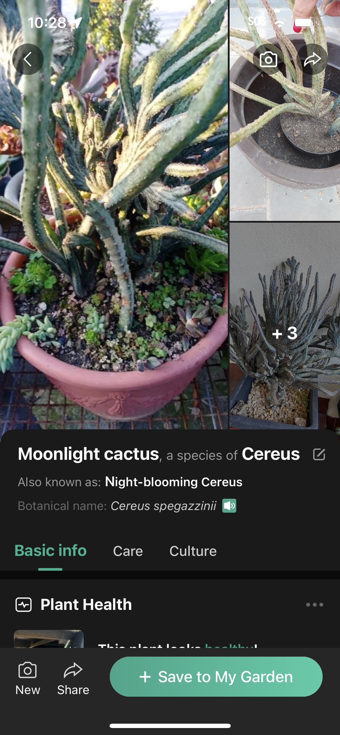 Moonlight Cactus? | Scrolller
