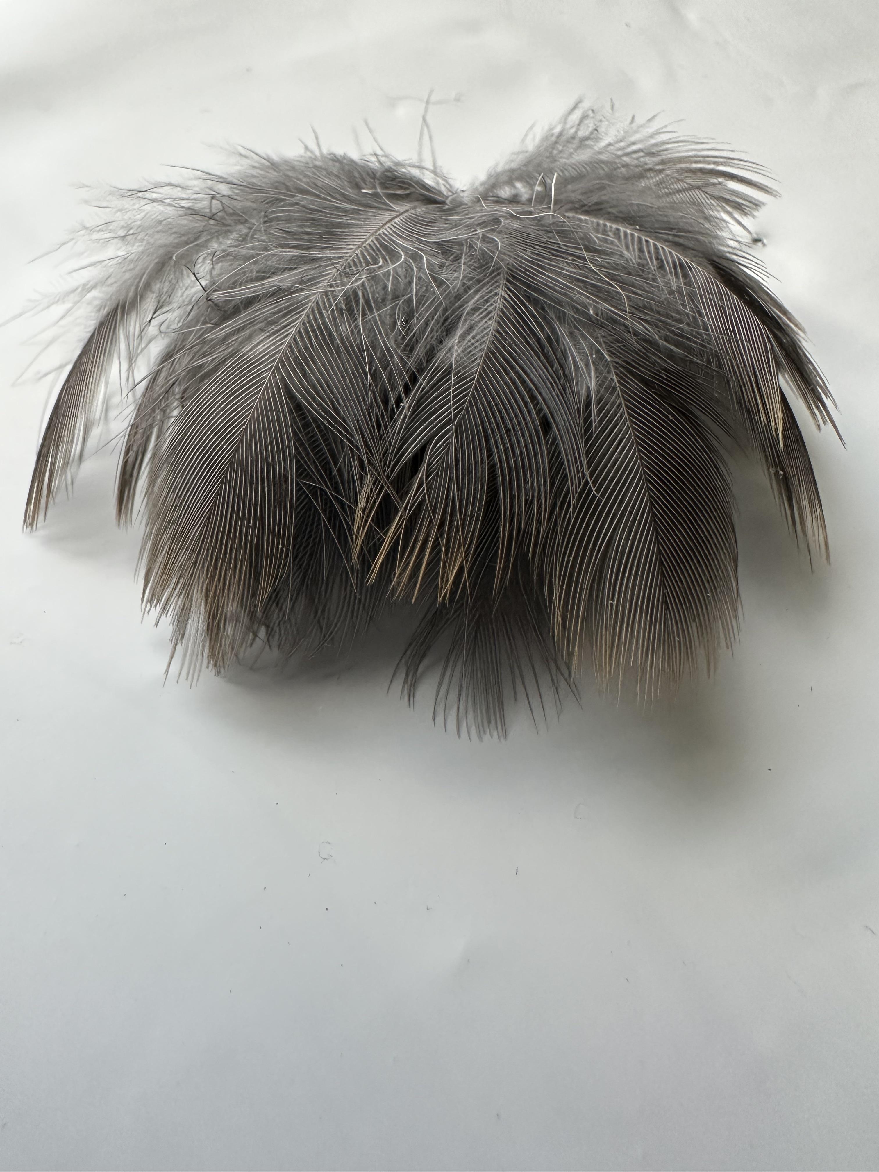 Feather ID? | Scrolller