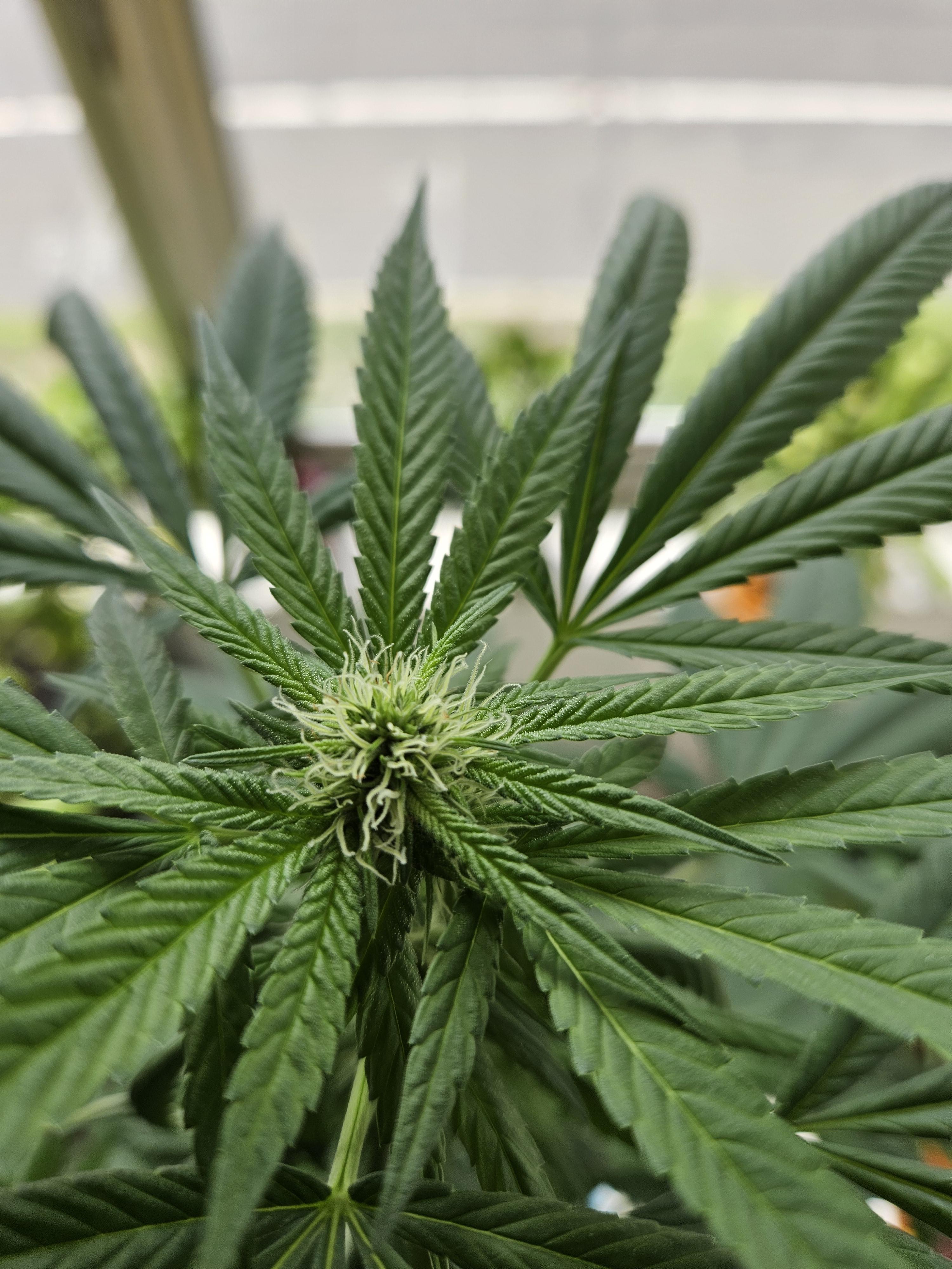 First ever grow is doing pretty good | Scrolller