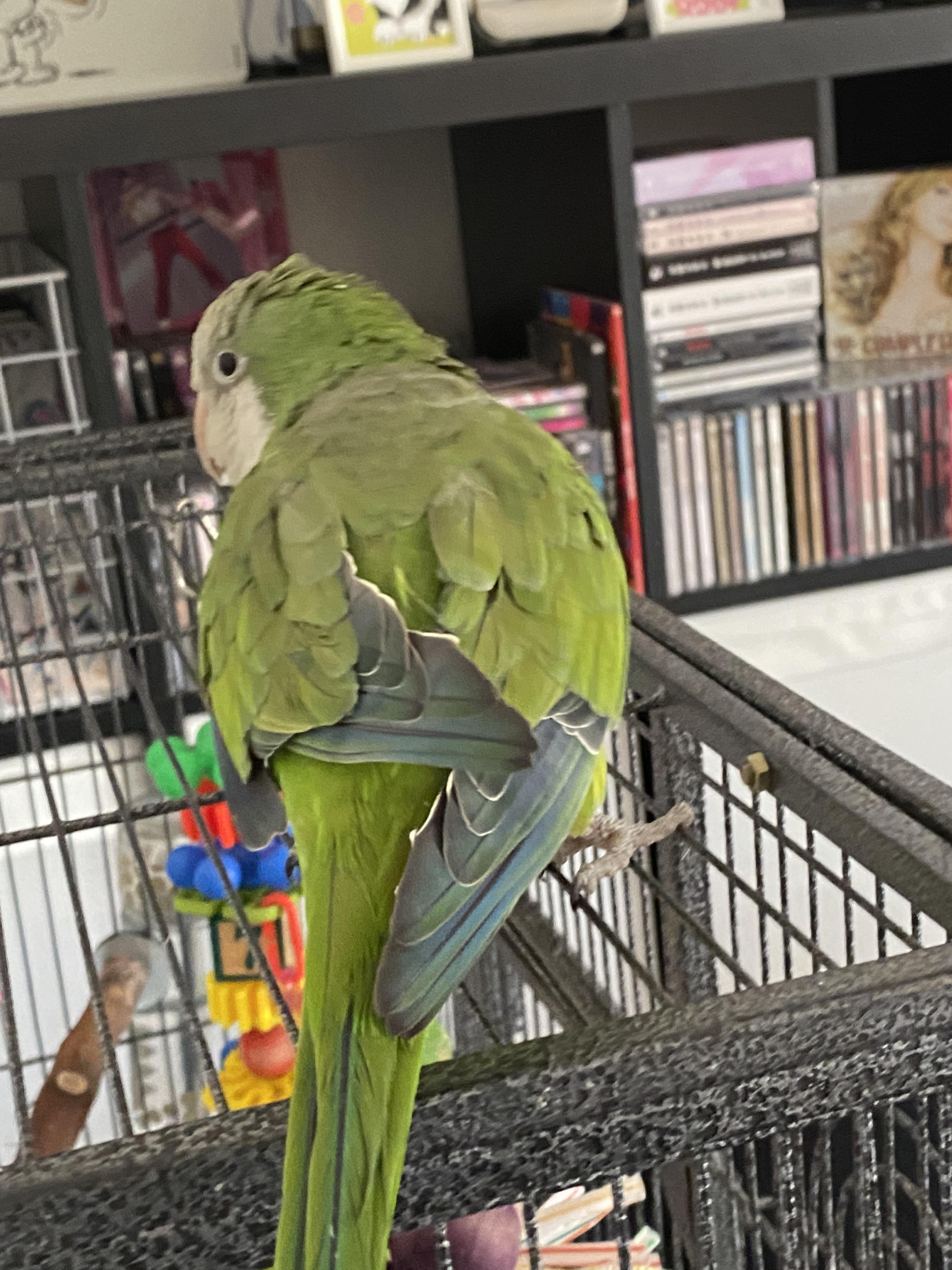 Crooked Wings, does this look normal? | Scrolller