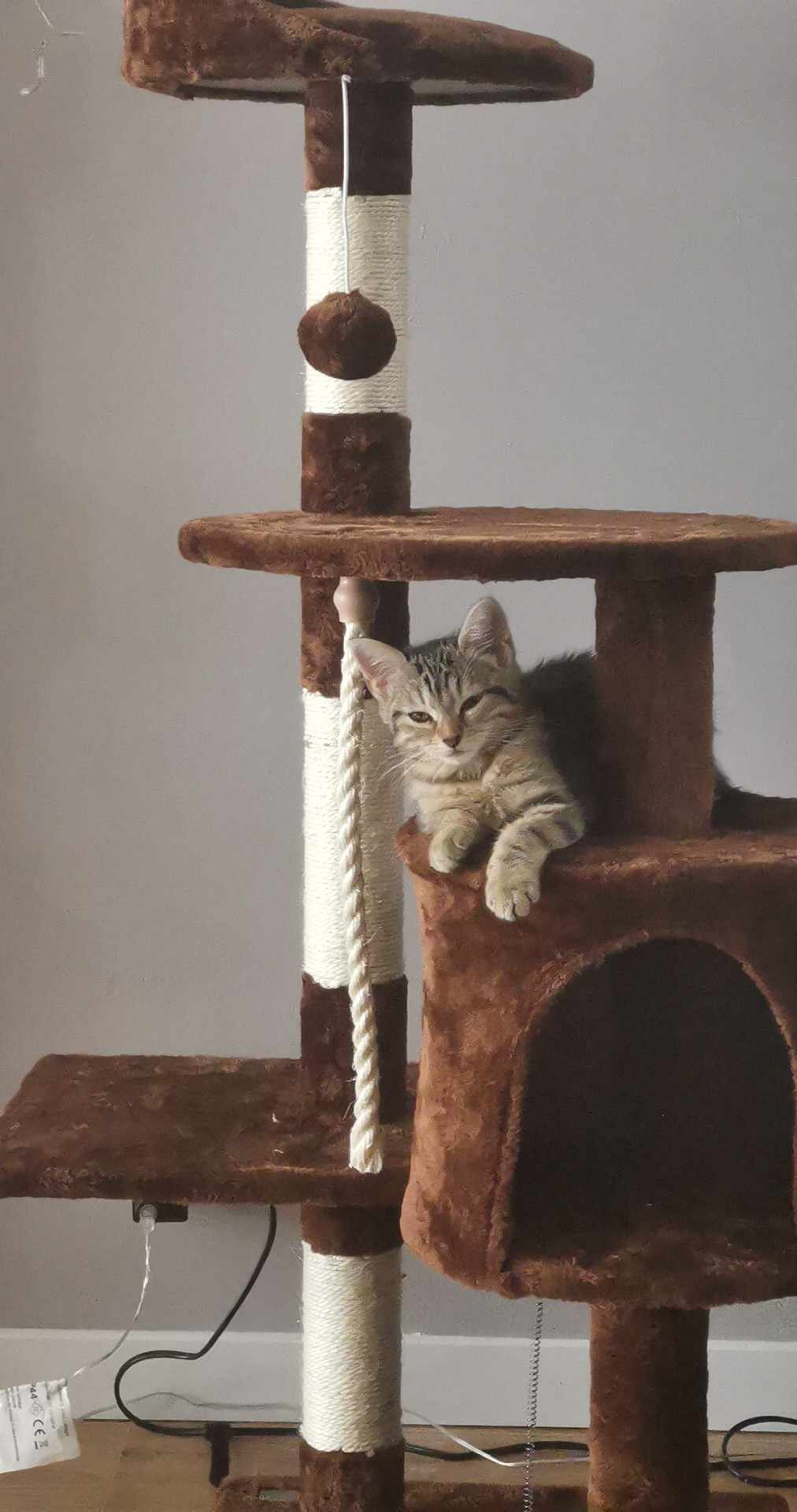 Everyone, meet Artemis ! | Scrolller