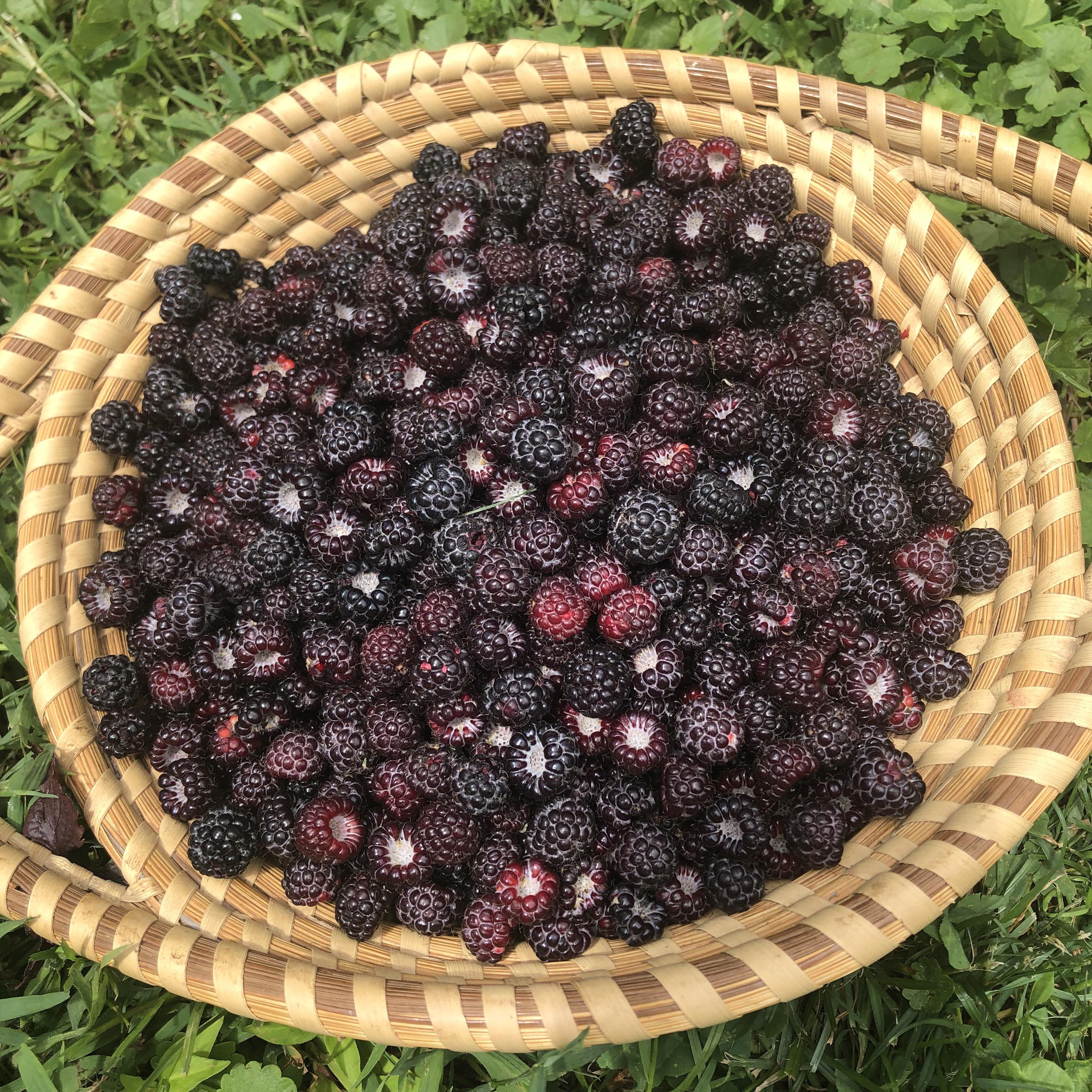 [homemade] wild black raspberry pie | Scrolller