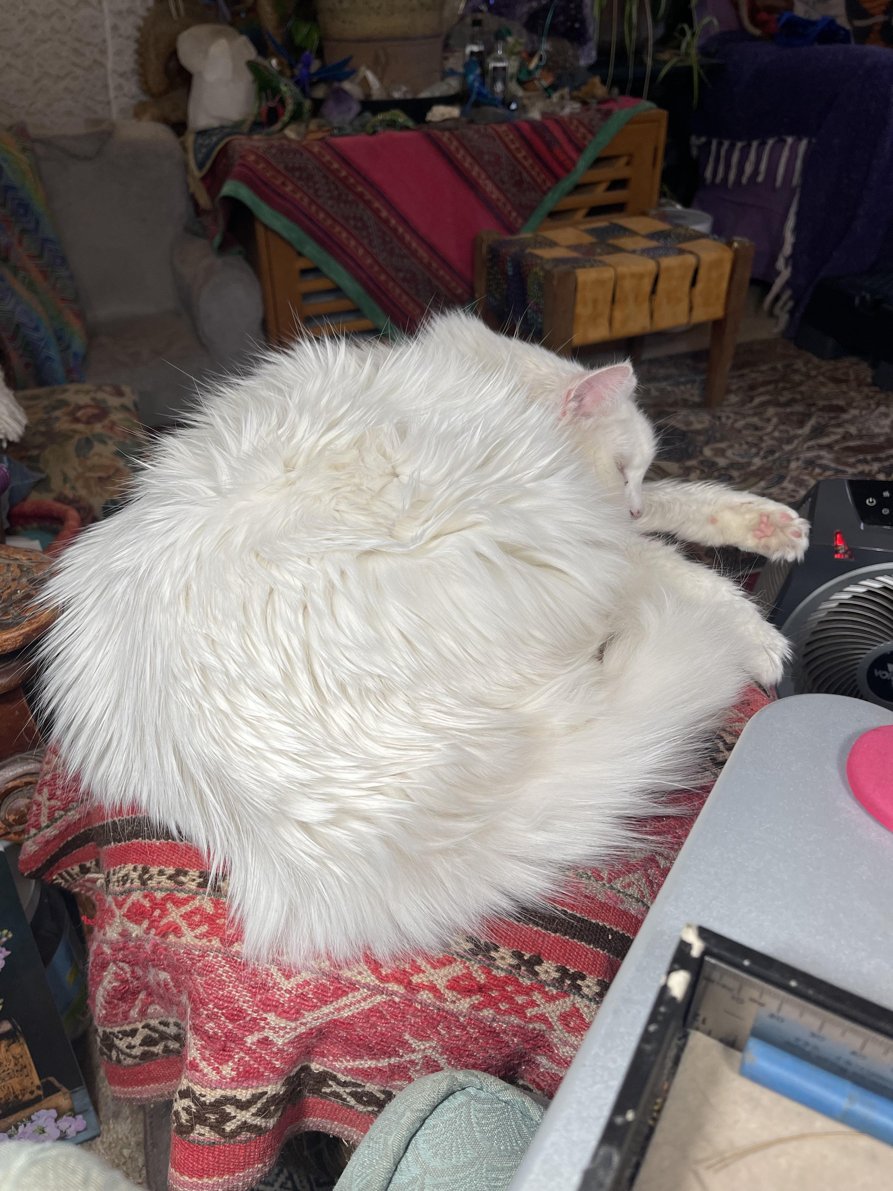 More Gabby Floof | Scrolller