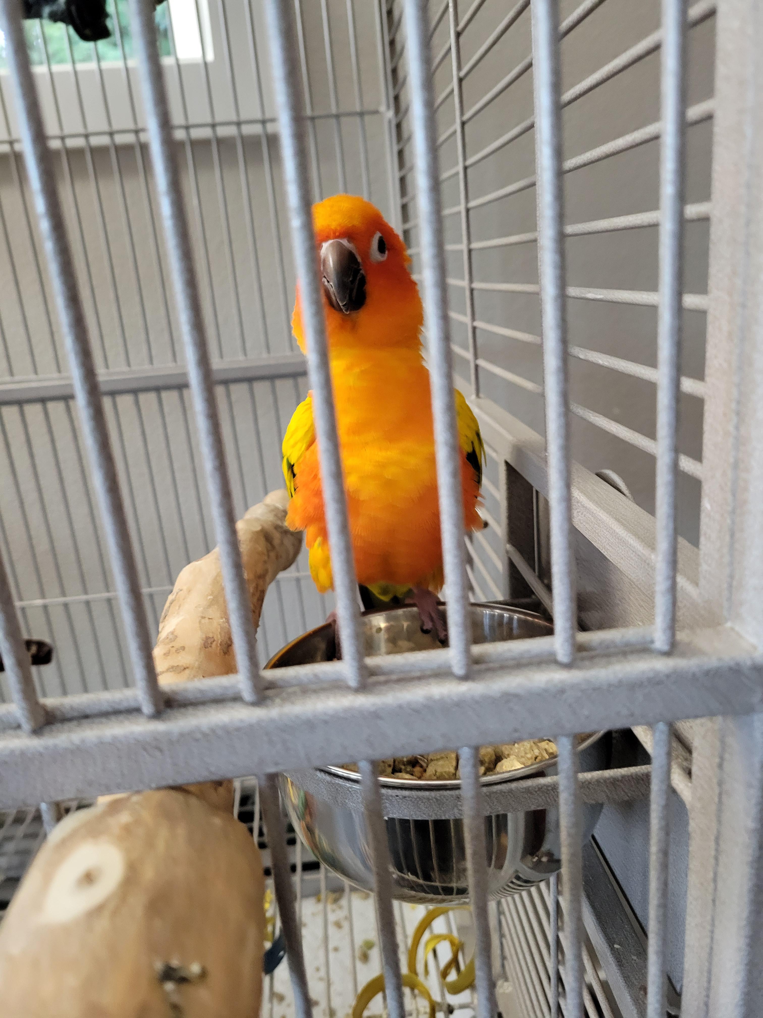 Sassy bird | Scrolller