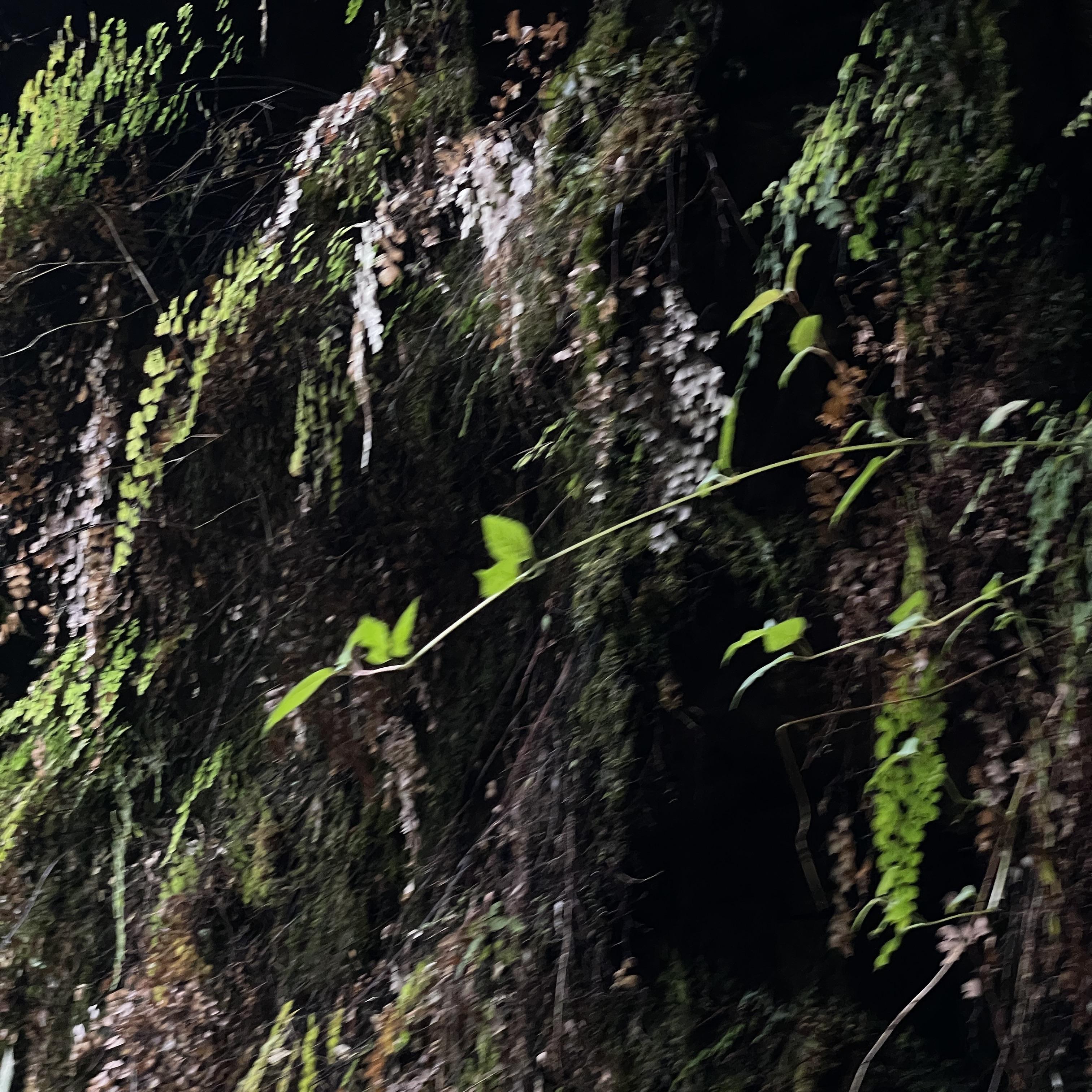 Aloha cuz | Scrolller