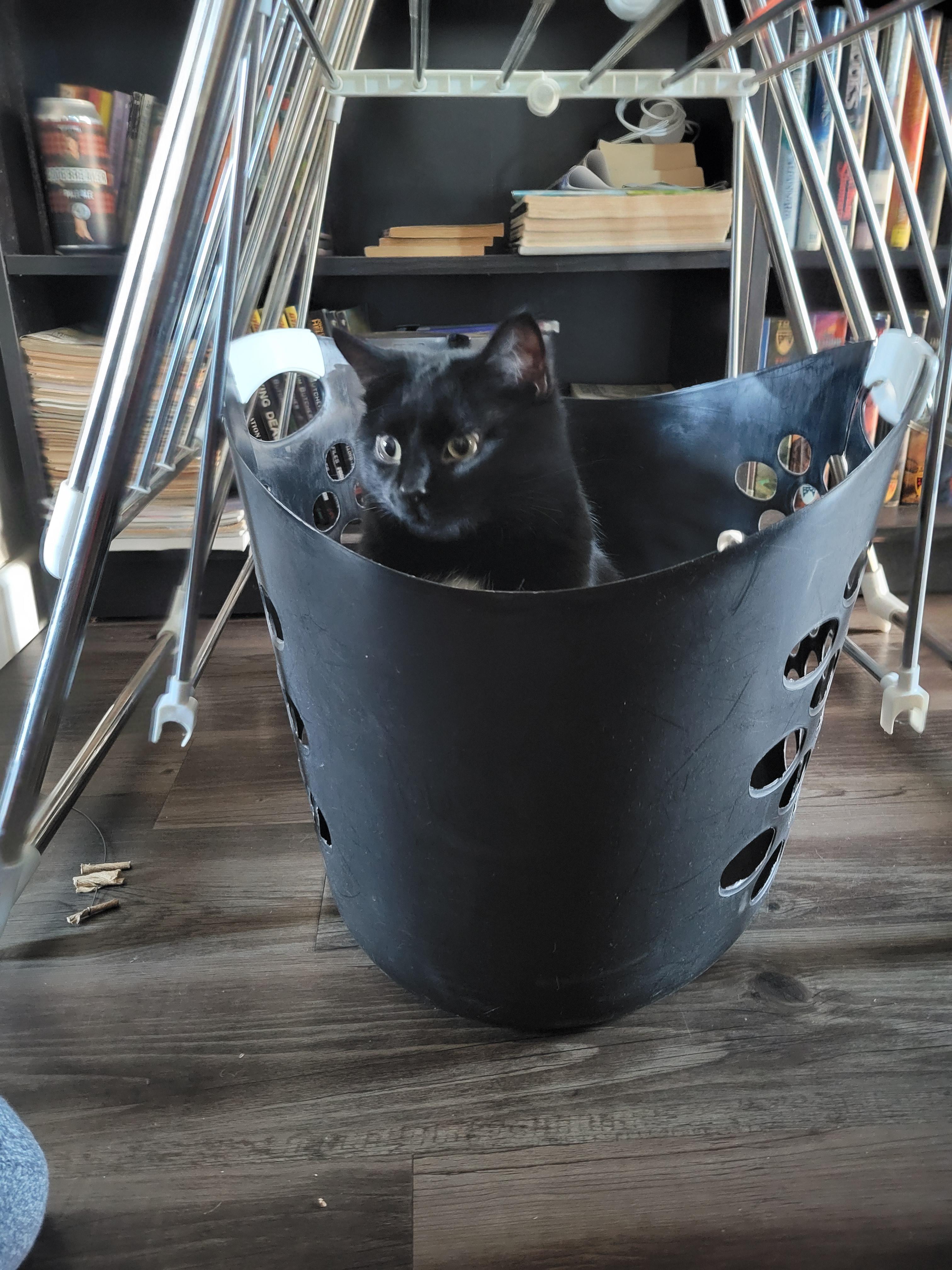 Red is highly susceptible to traps | Scrolller