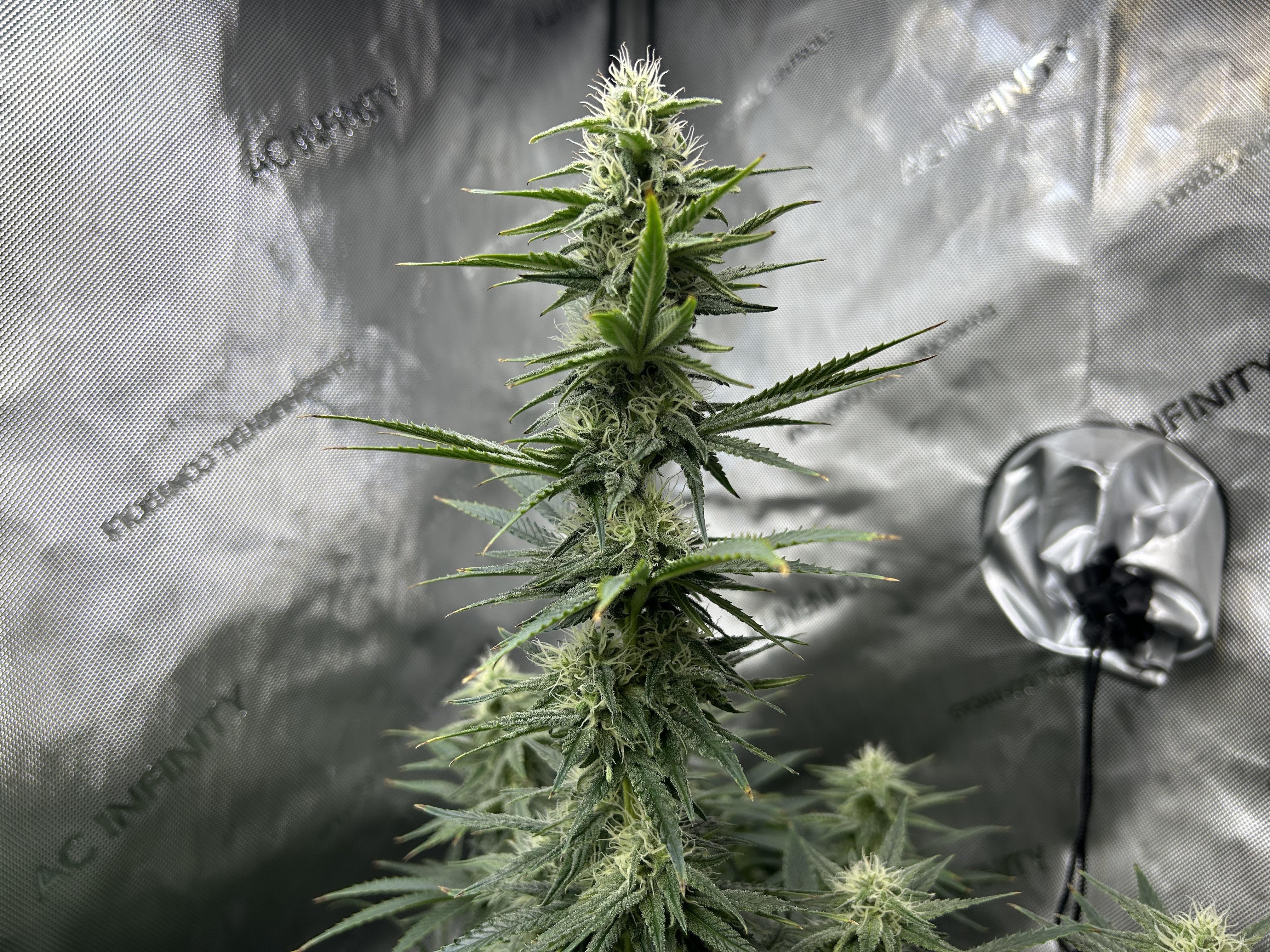 First ever grow update! | Scrolller