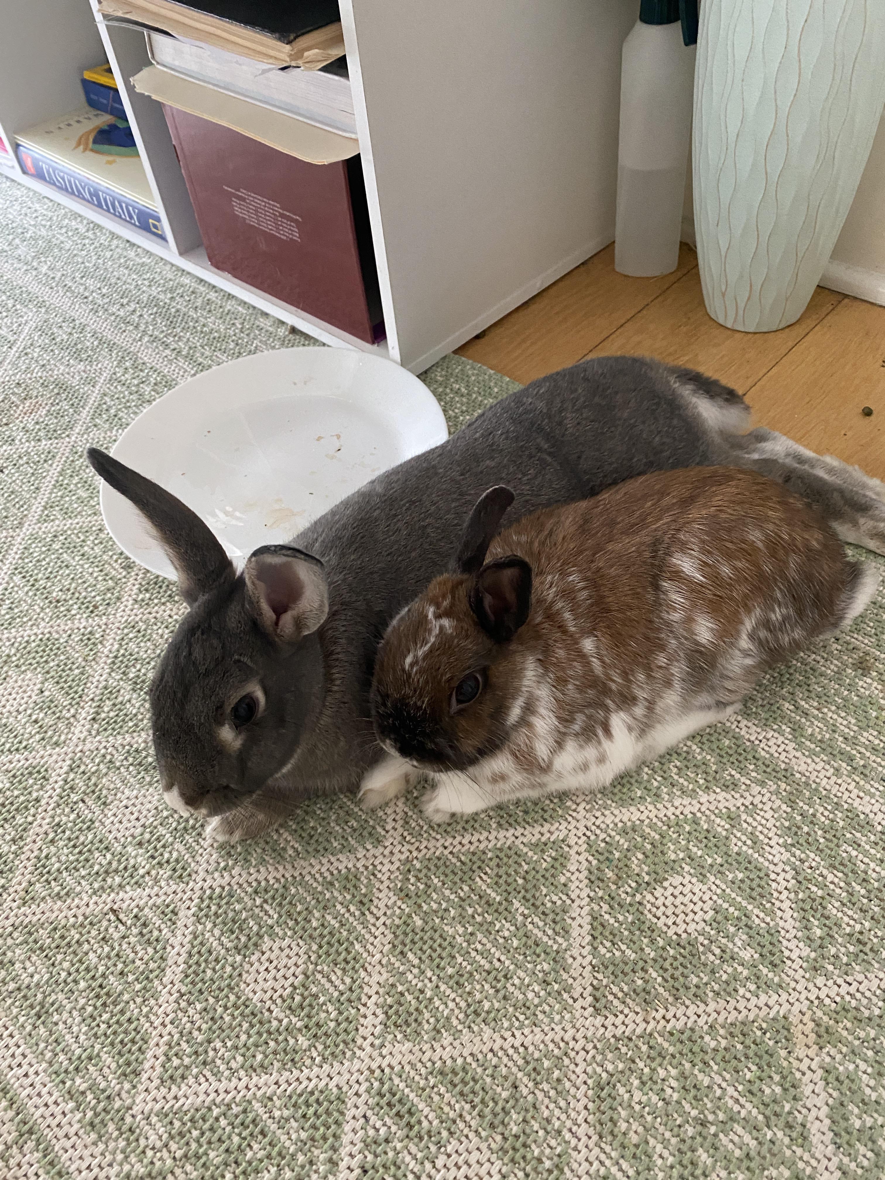 Finally bonded my children! | Scrolller