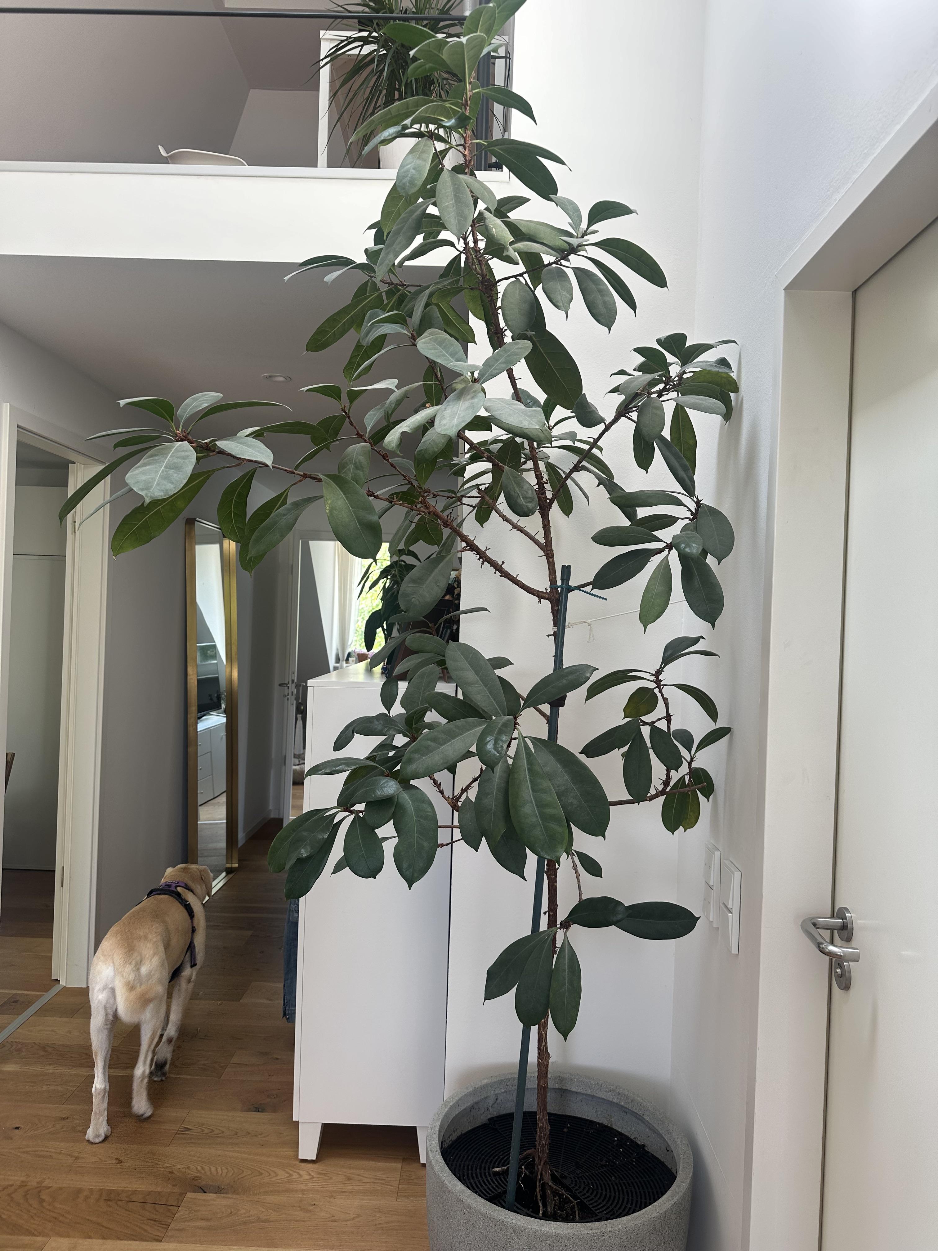 Indoor tree | Scrolller