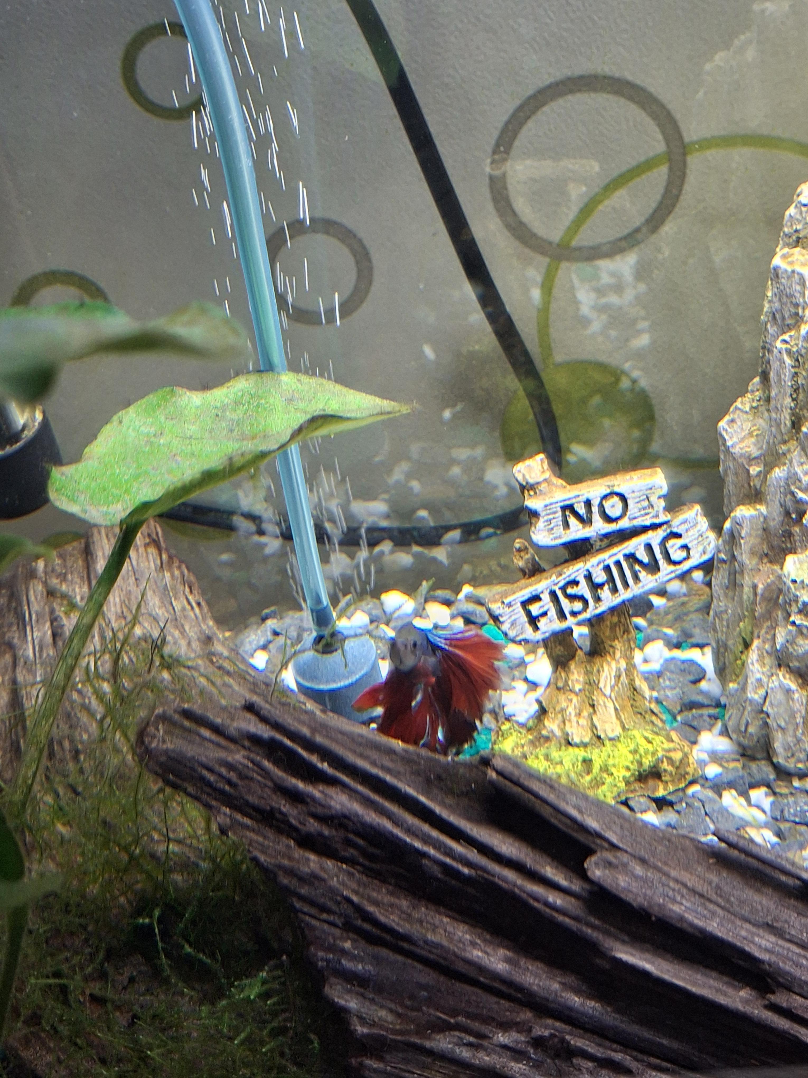 Discover more like Bettafish: What's up with my betta? and Related Content | Scrolller