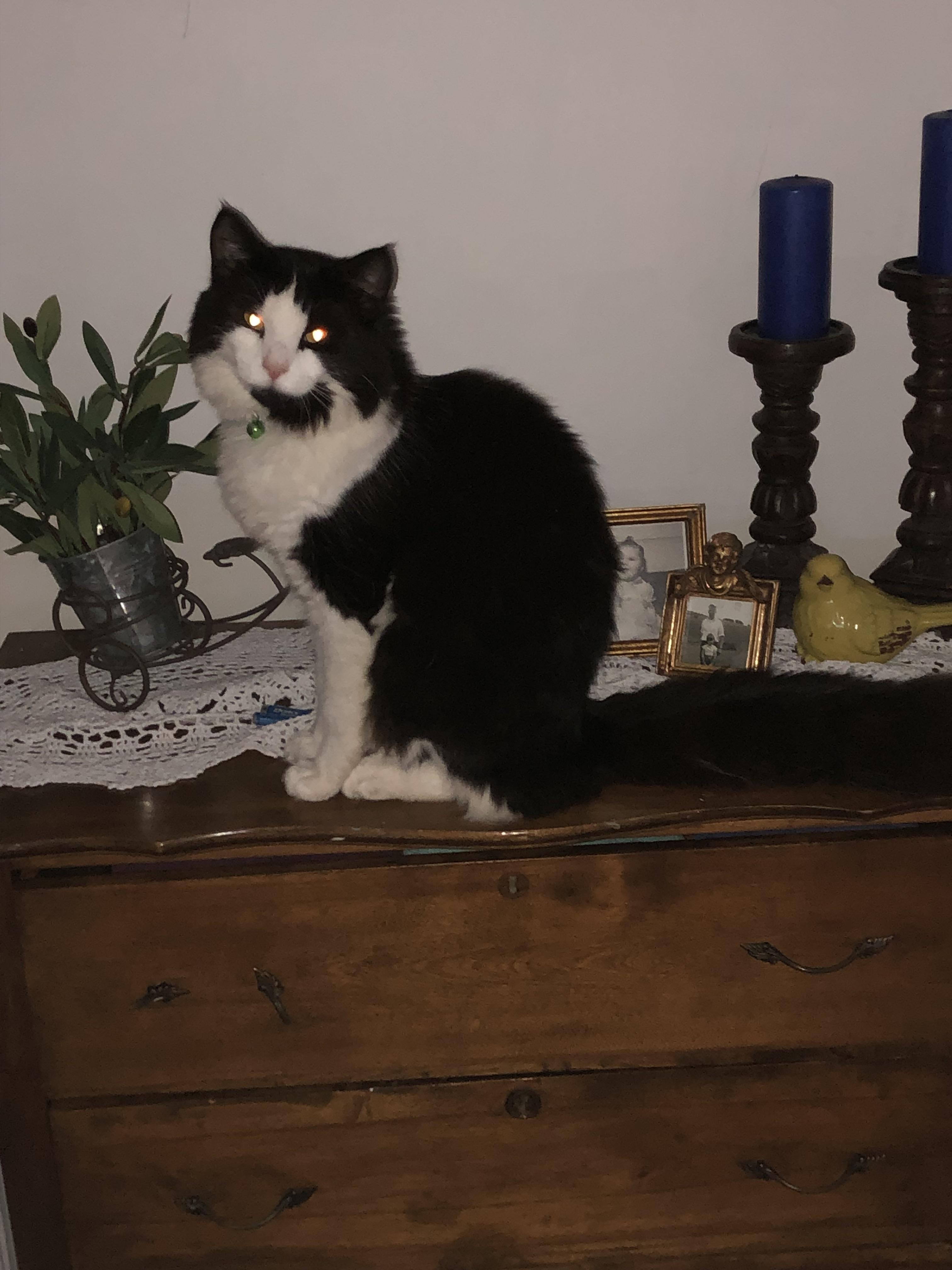 Mr Mercury aka freddie | Scrolller