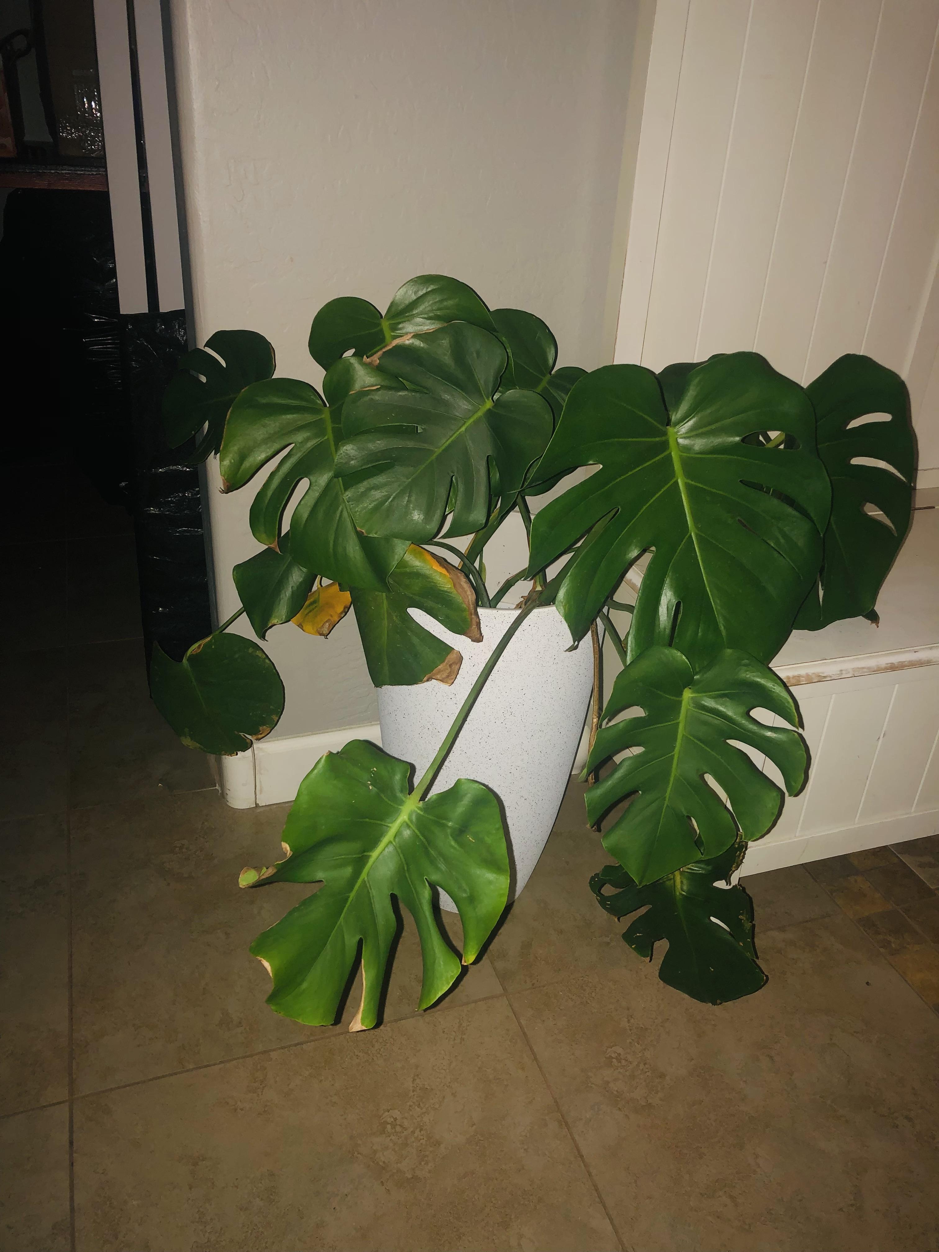 Rescue from my mom. Help identifying? | Scrolller