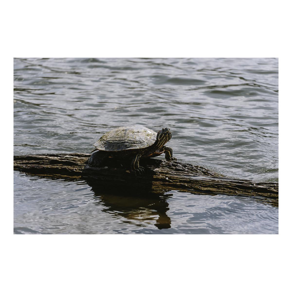 Turtle | Scrolller