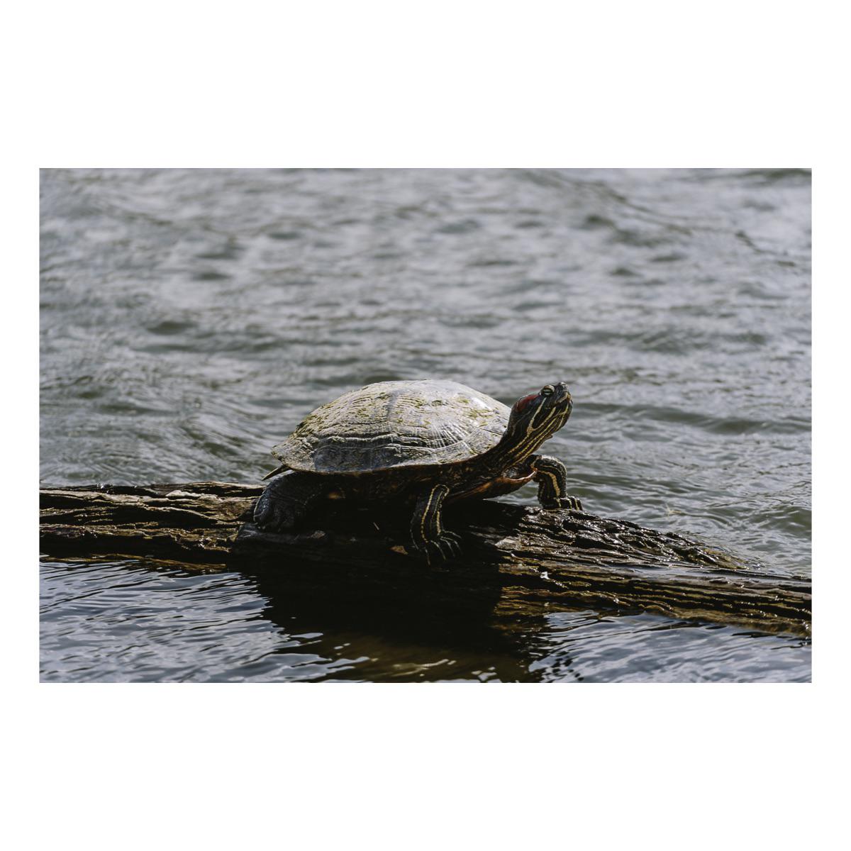Turtle | Scrolller