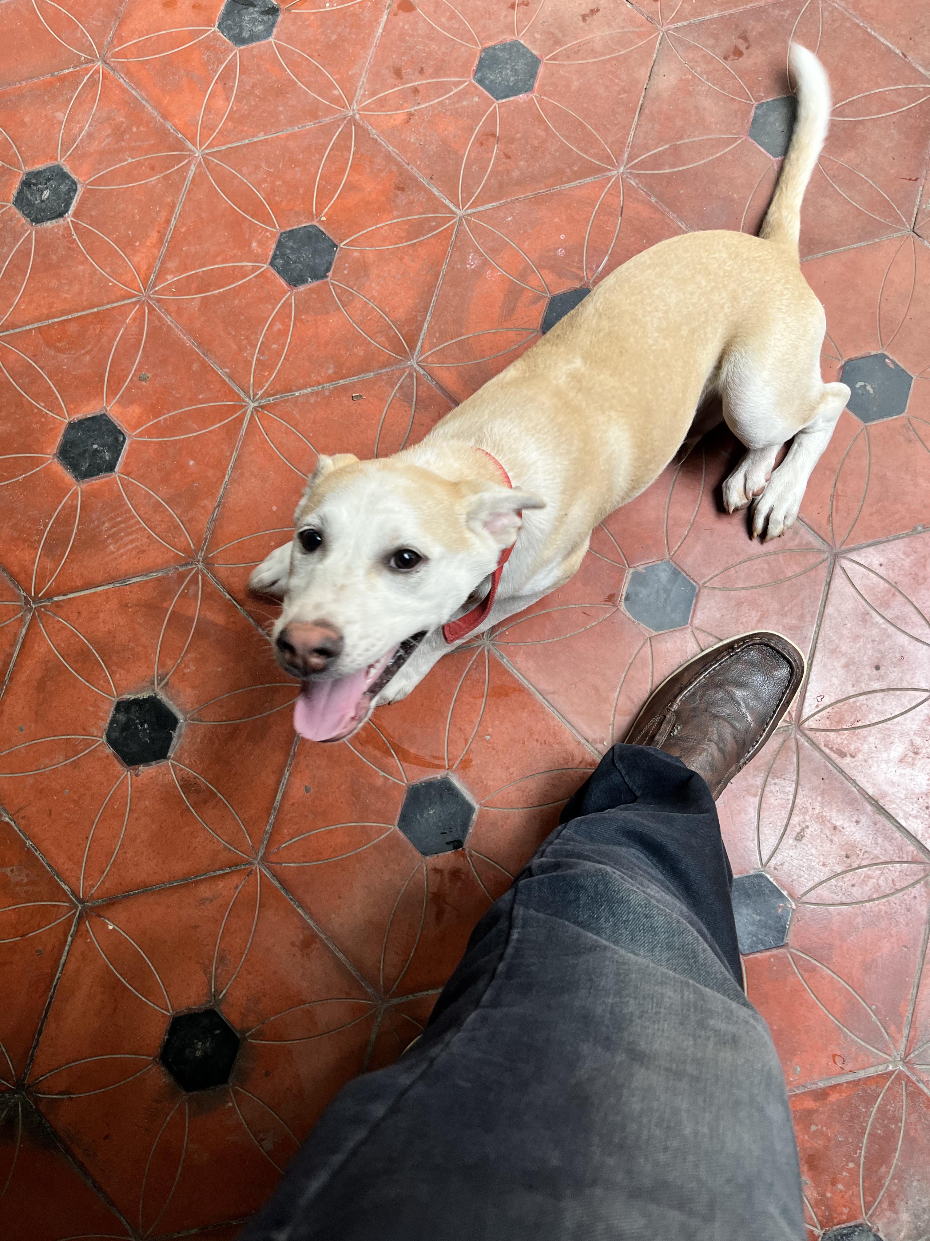 Pupper Pepsi happy to play rough | Scrolller