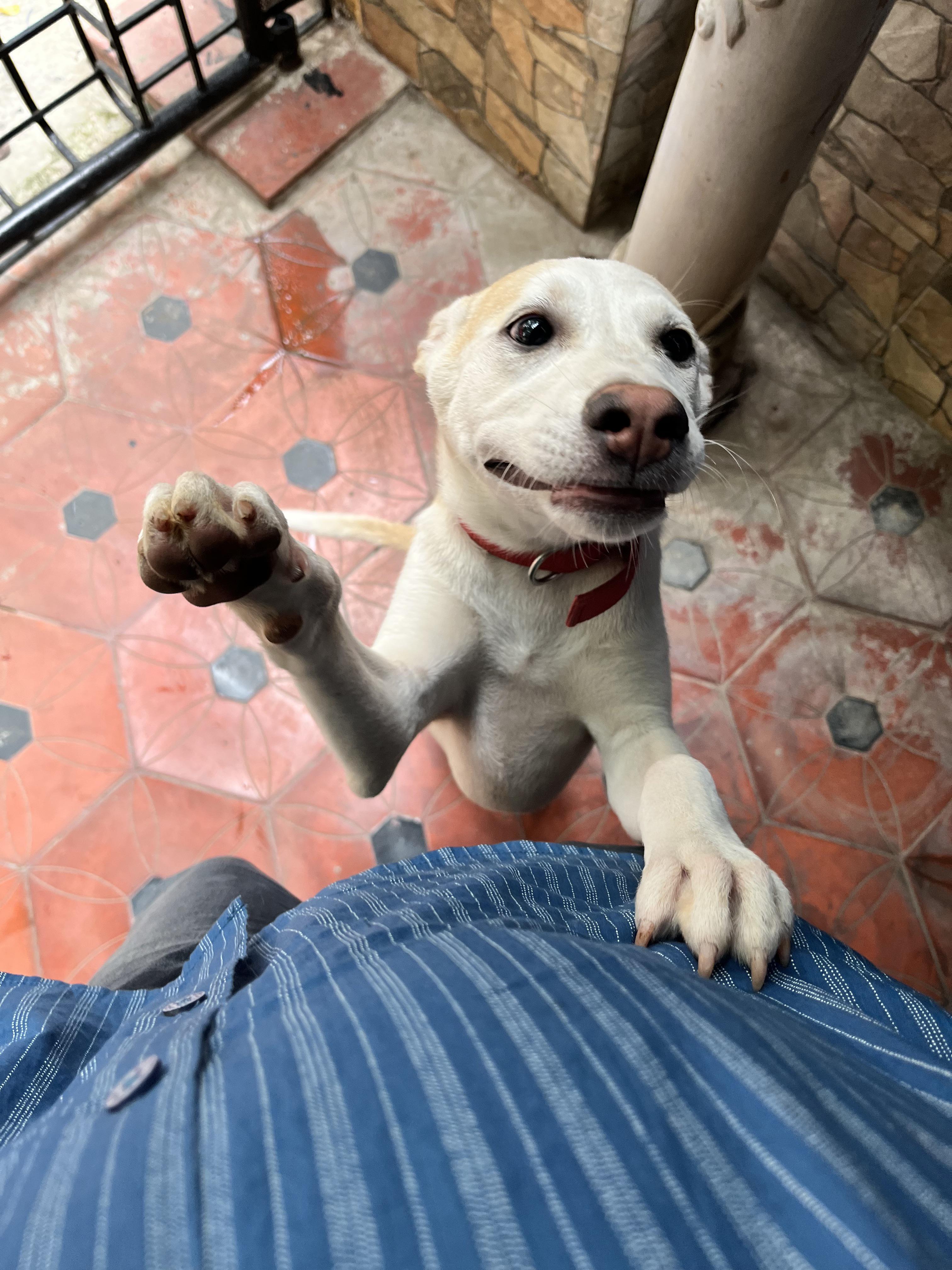 Pupper Pepsi happy to play rough | Scrolller