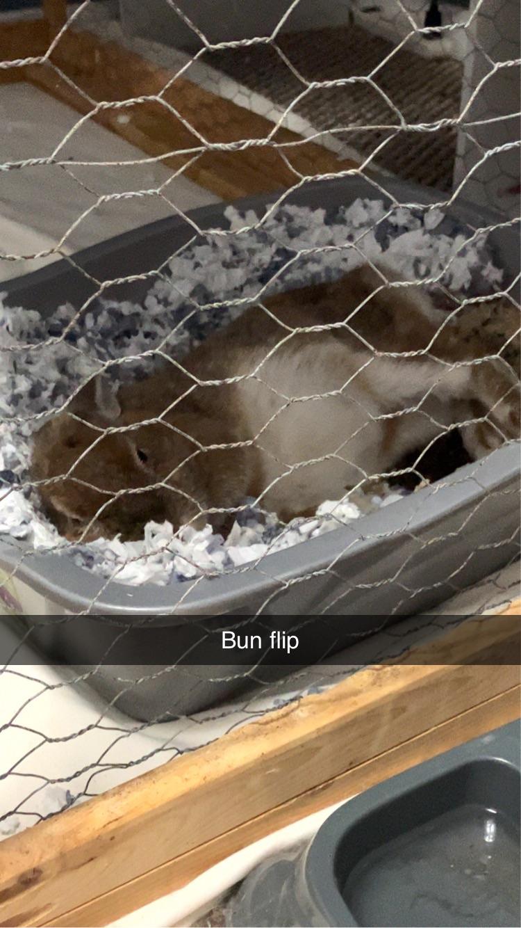 Breed ID? | Scrolller