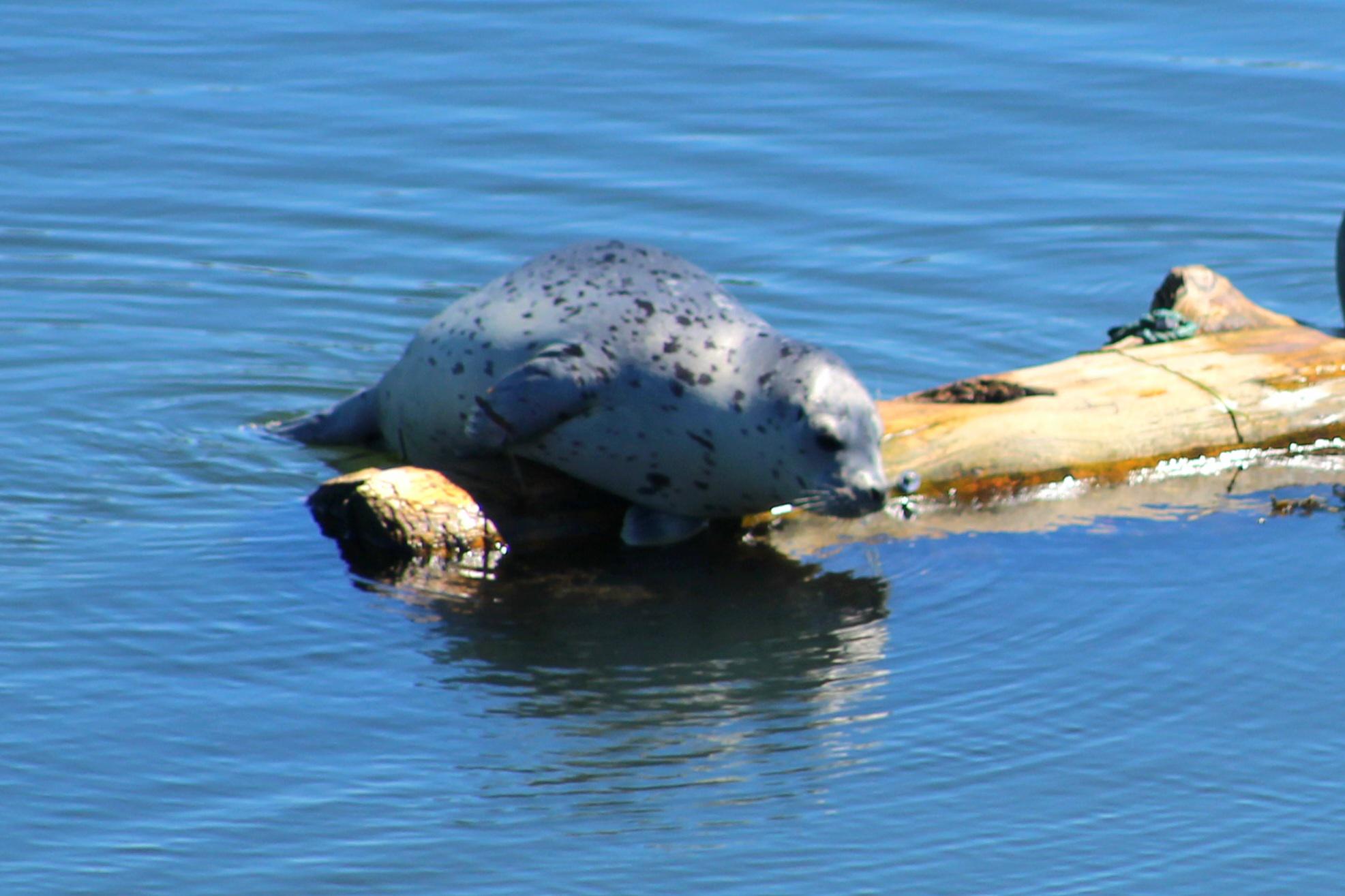 Discover more like Aww: Seal pups [oc] and Related Content | Scrolller