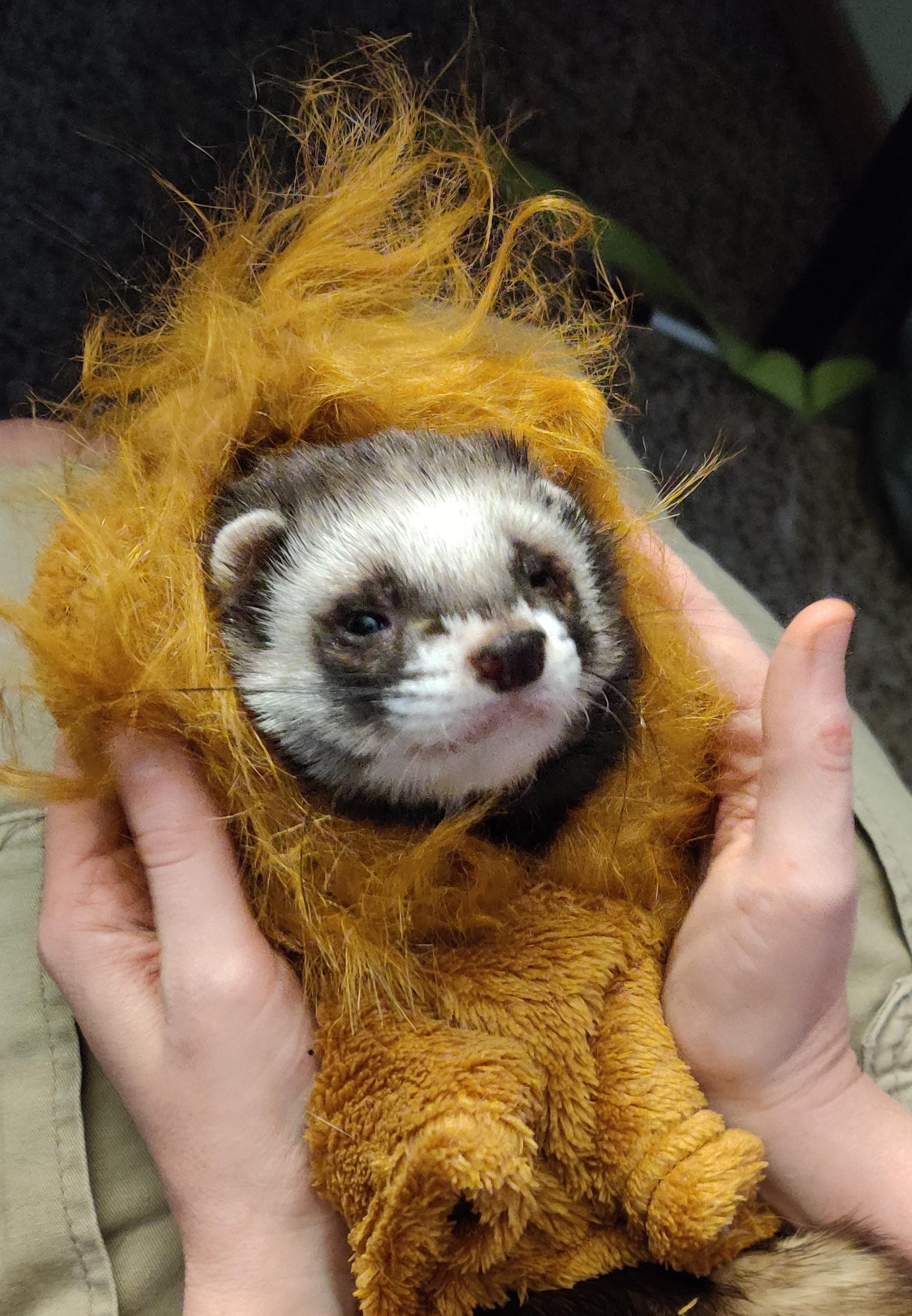 Brian the lion | Scrolller