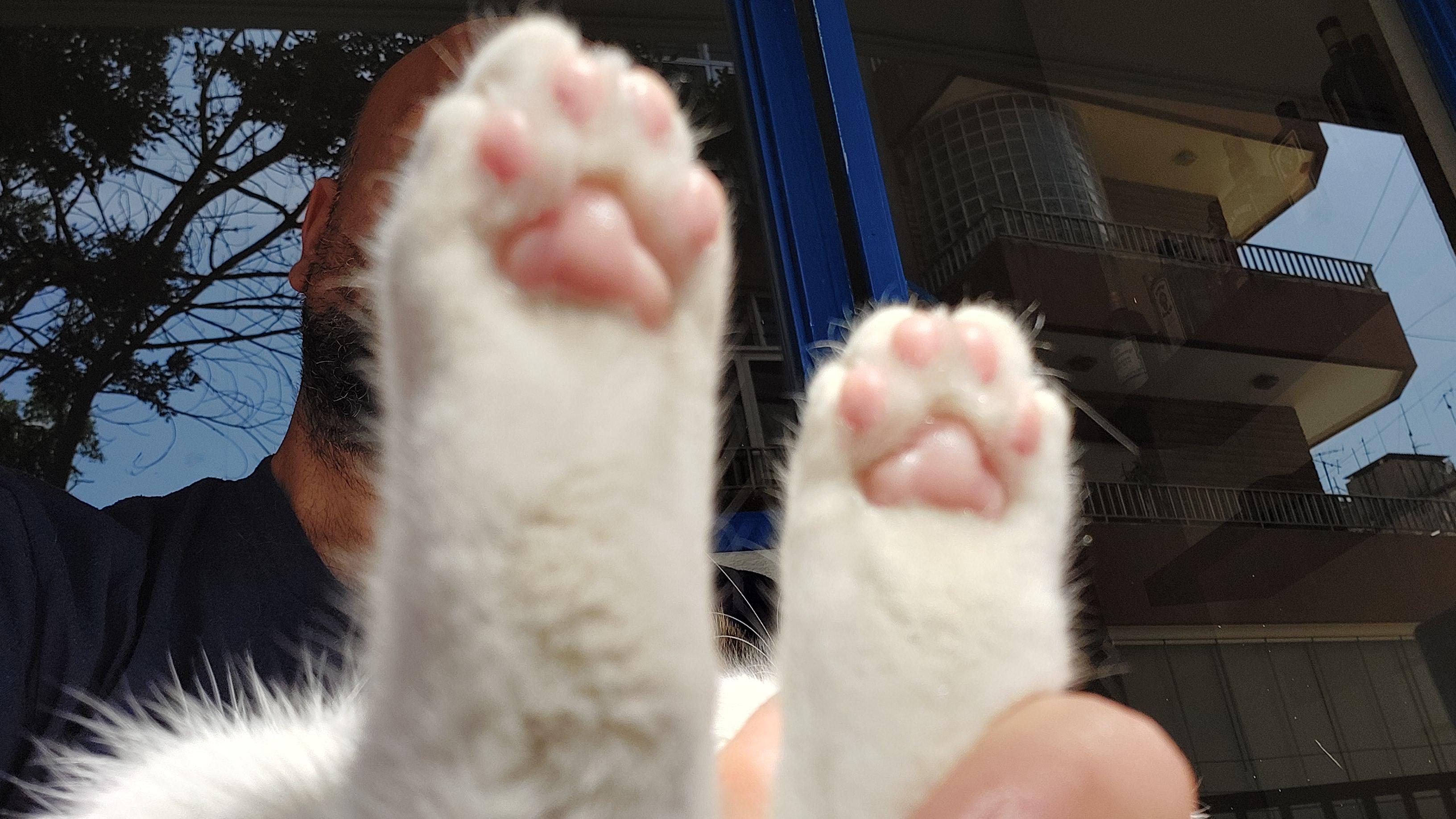 Discover more like Cats: Onlyfan material and Related Content | Scrolller