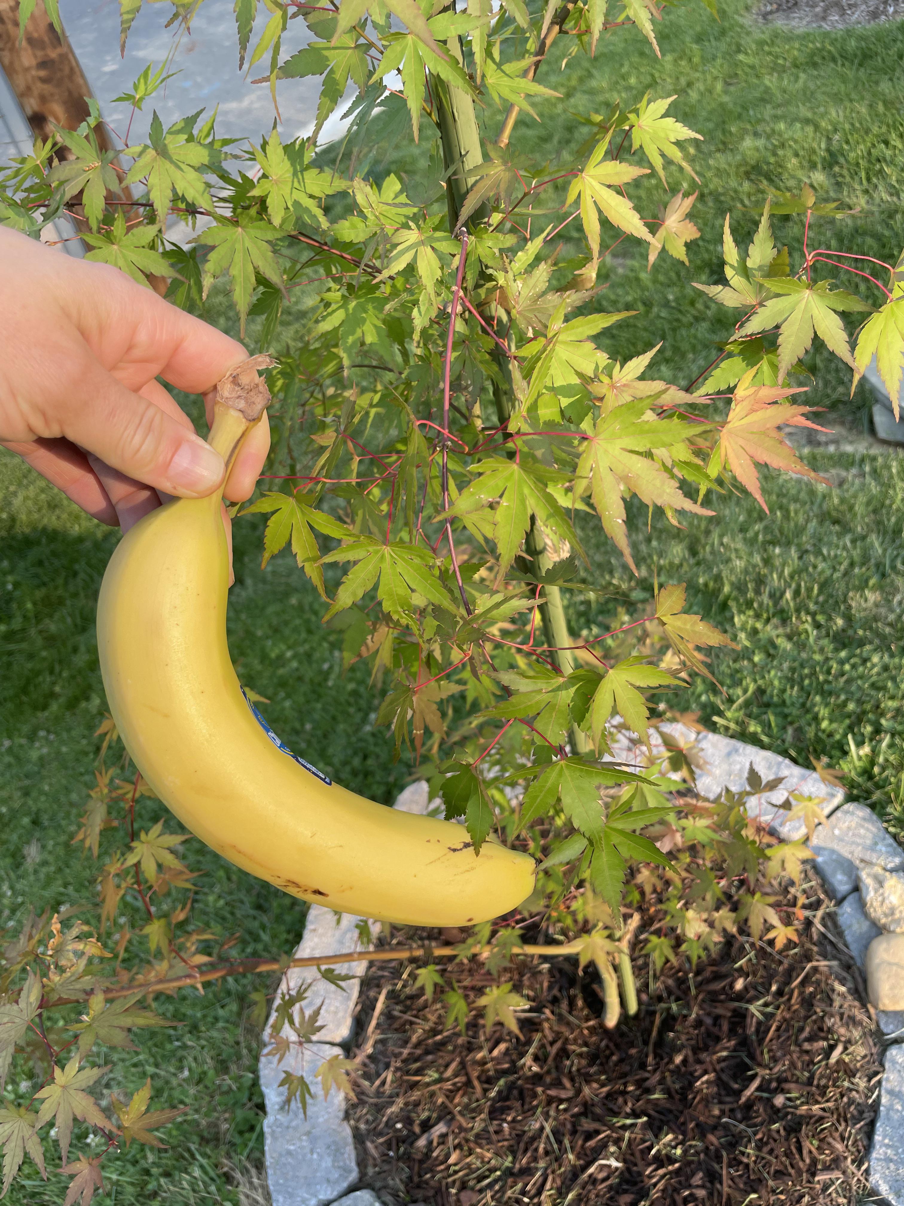Can anyone tell me what variety of Japanese Maple this is? | Scrolller
