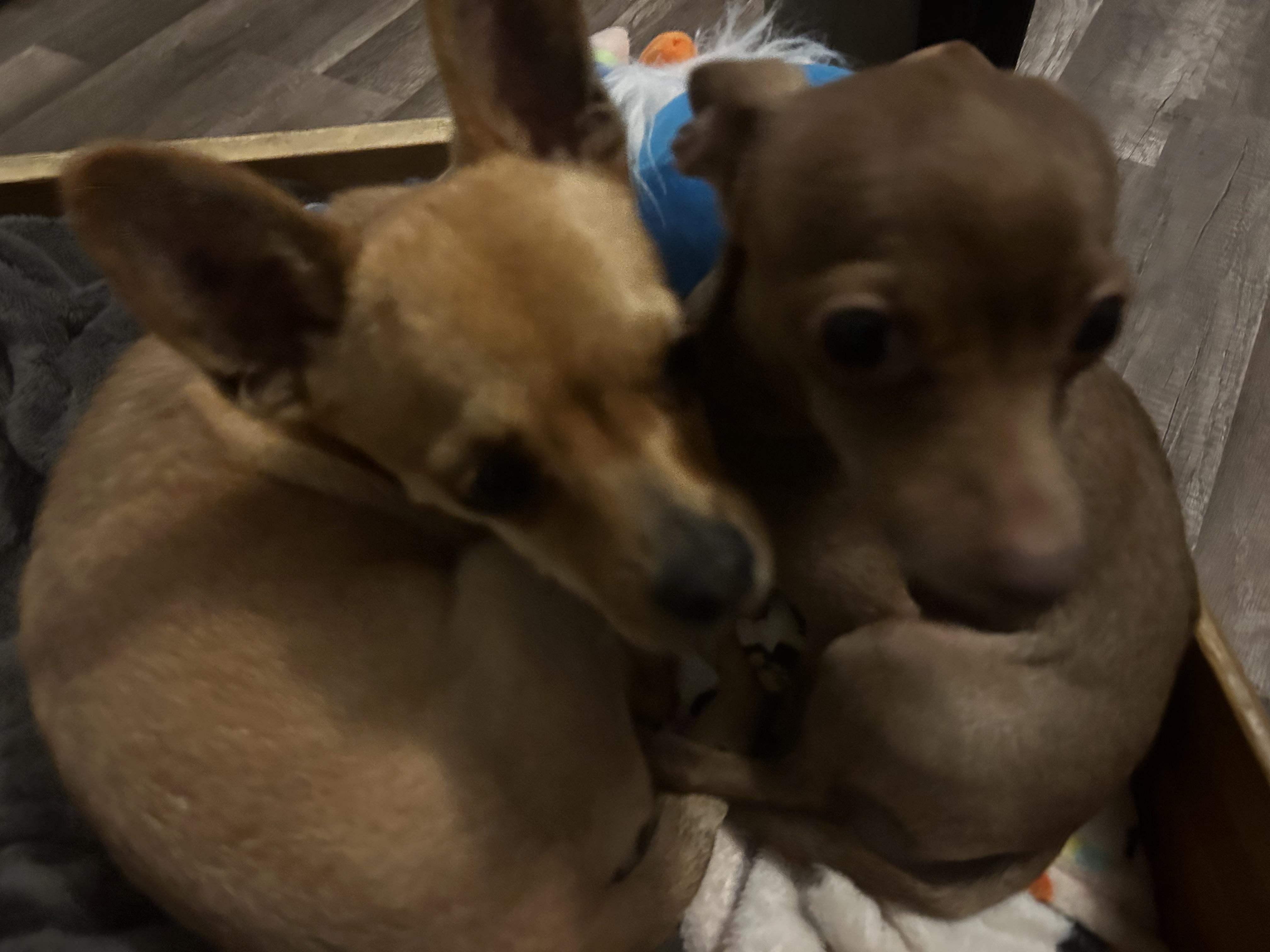 My two babies chalupa and Olive! | Scrolller