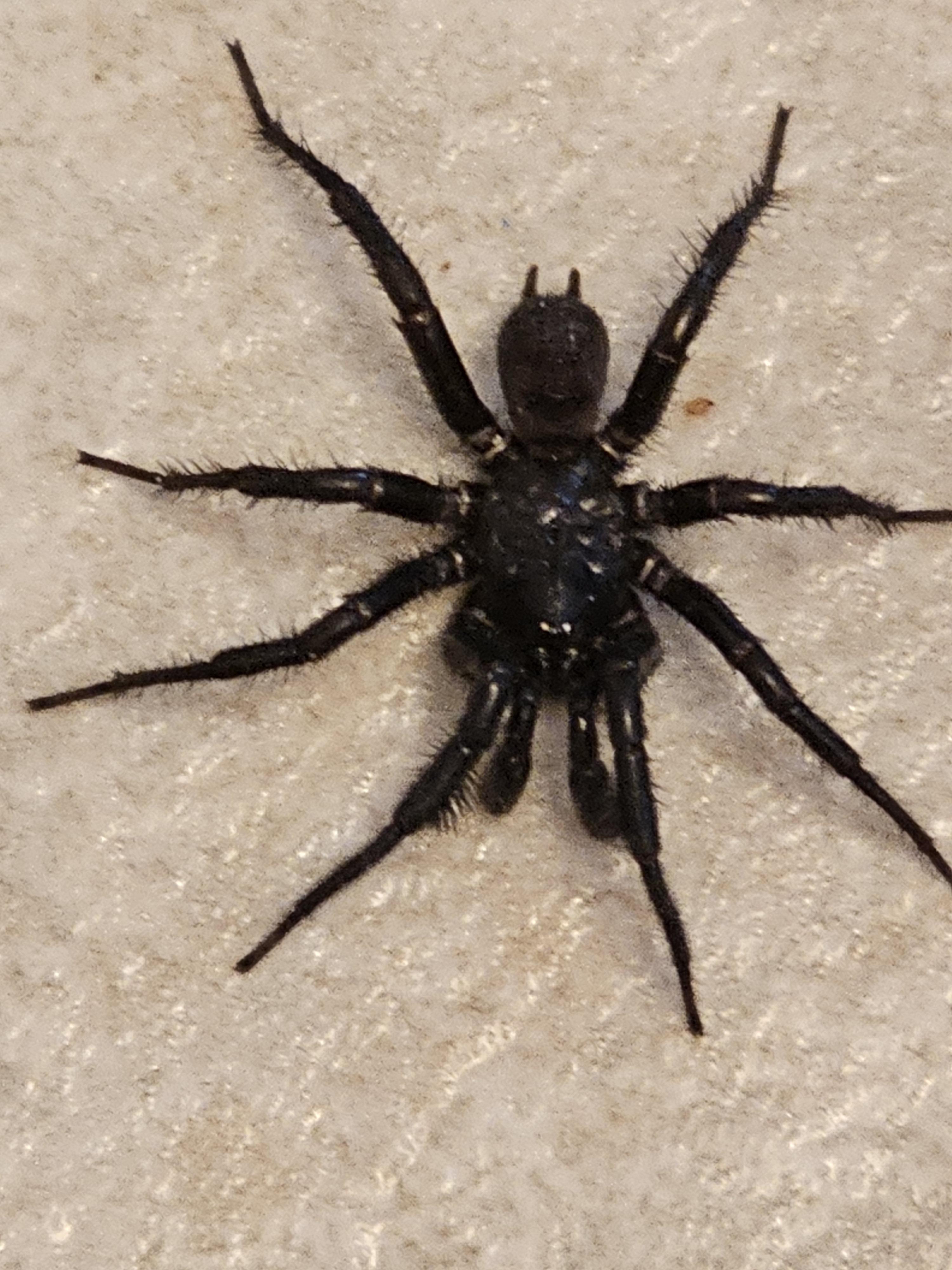 Help Iddntifying this spider | Scrolller