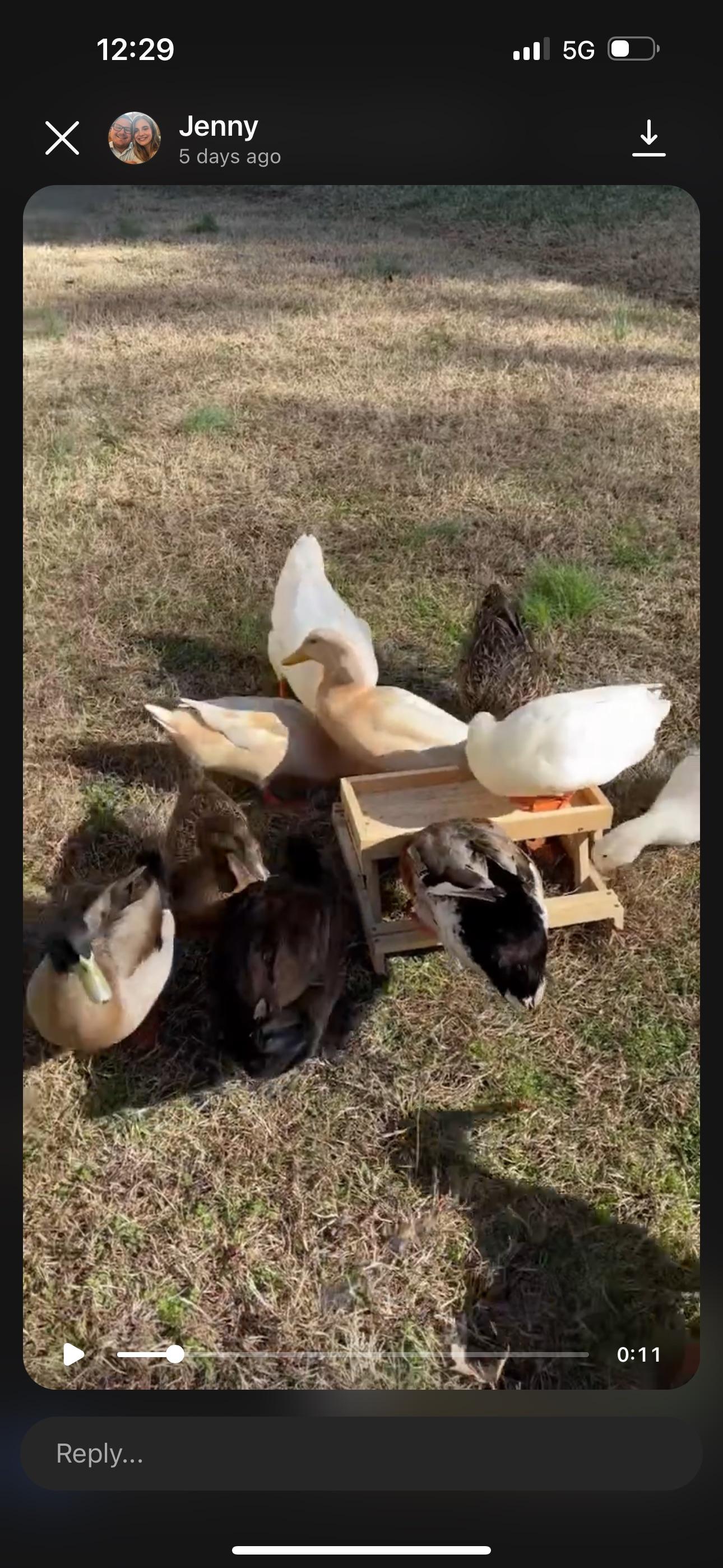 Can you all help me identify the breeds in my flock? | Scrolller