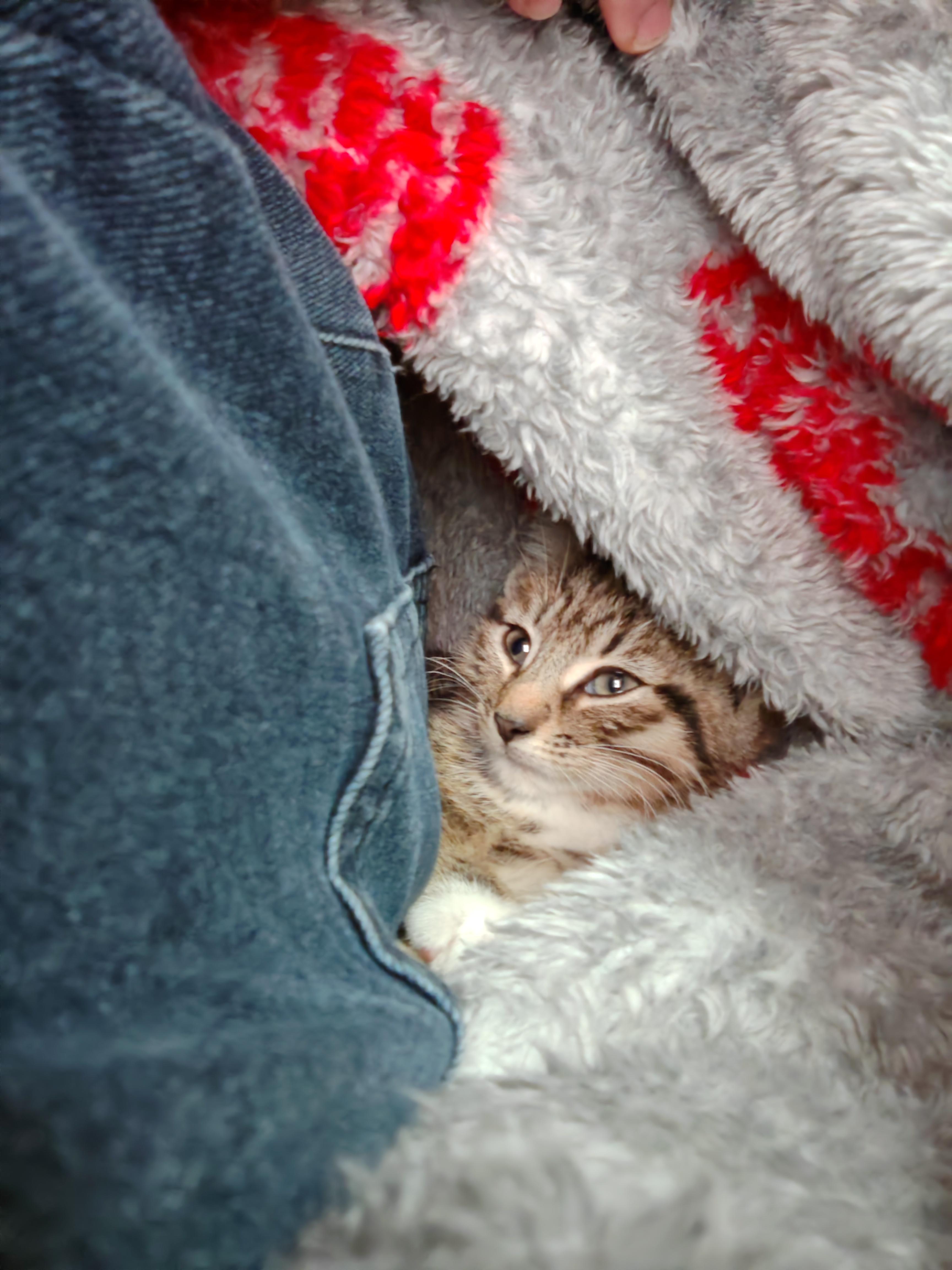 Nala really loves to get comfy | Scrolller