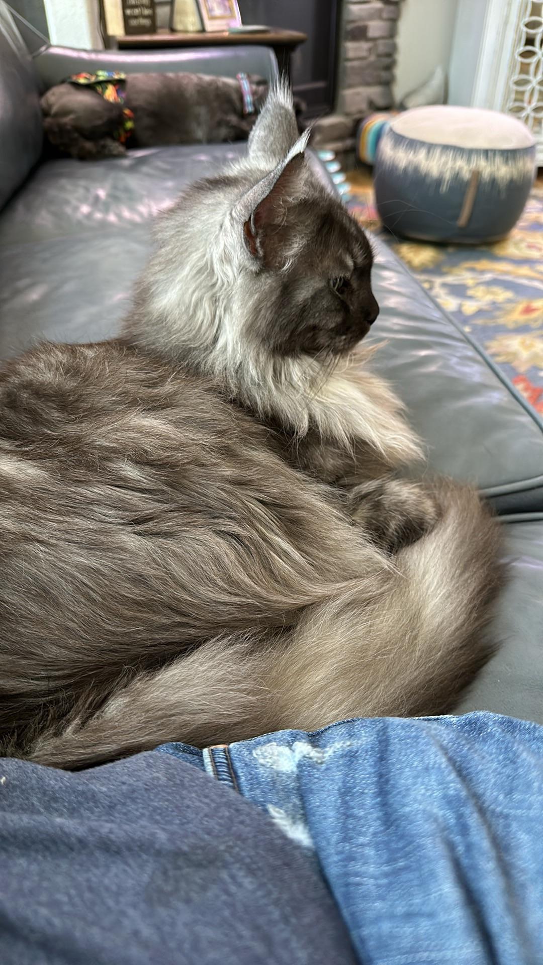 Floofy Fezzik | Scrolller