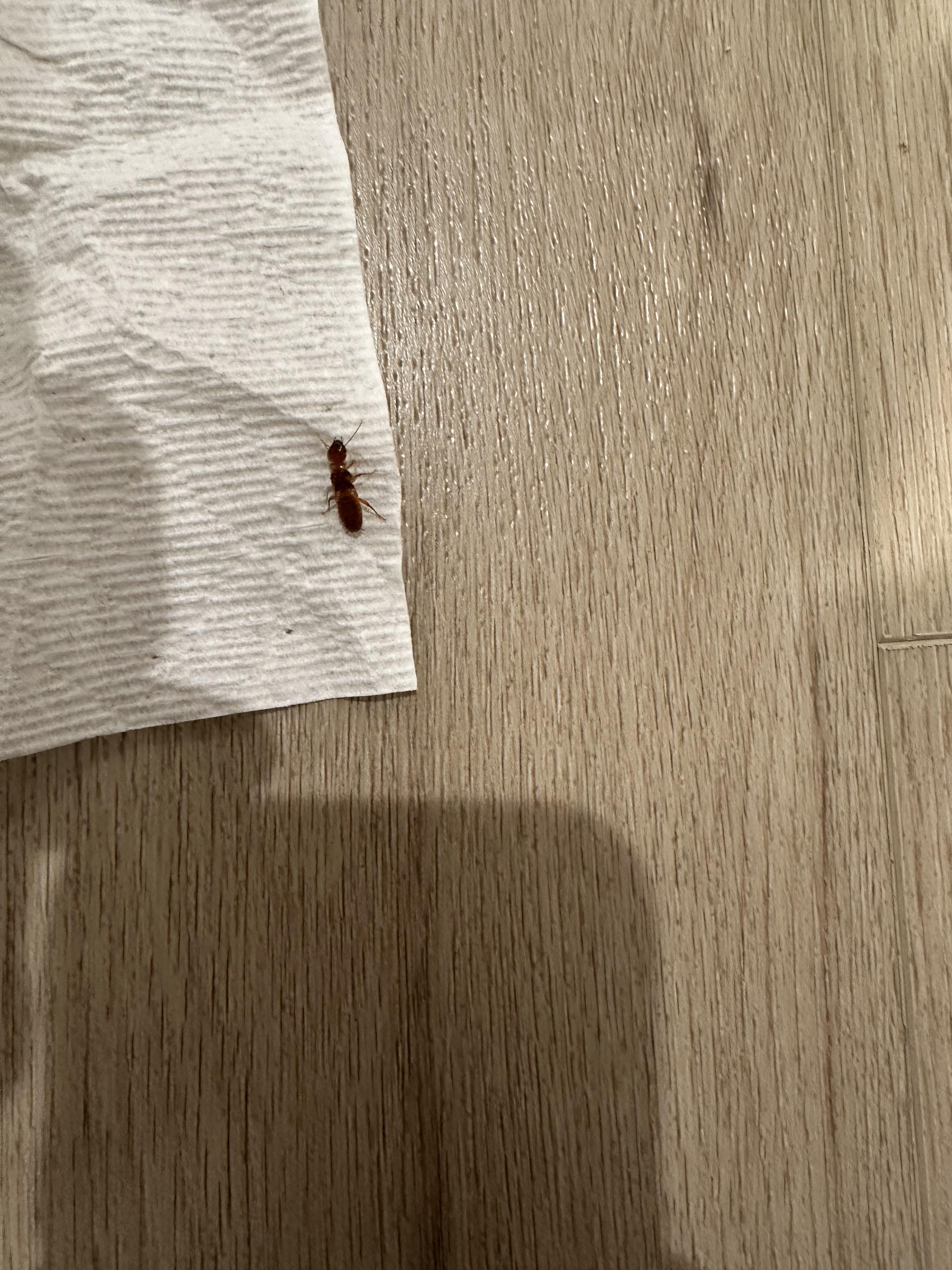 Is this termite? | Scrolller