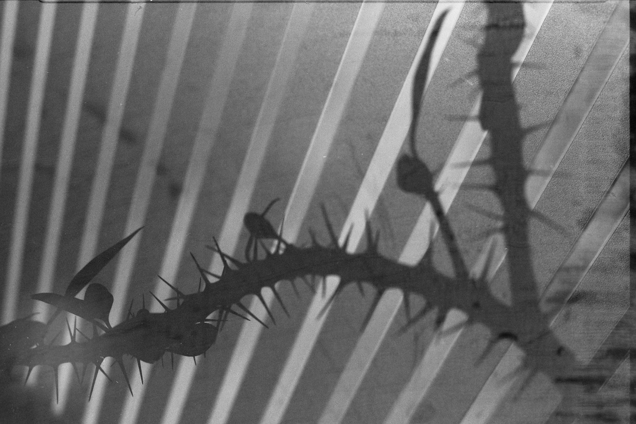 Does anyone know what causes these artefacts on some of my shots? Fomapan 400 iso | Scrolller
