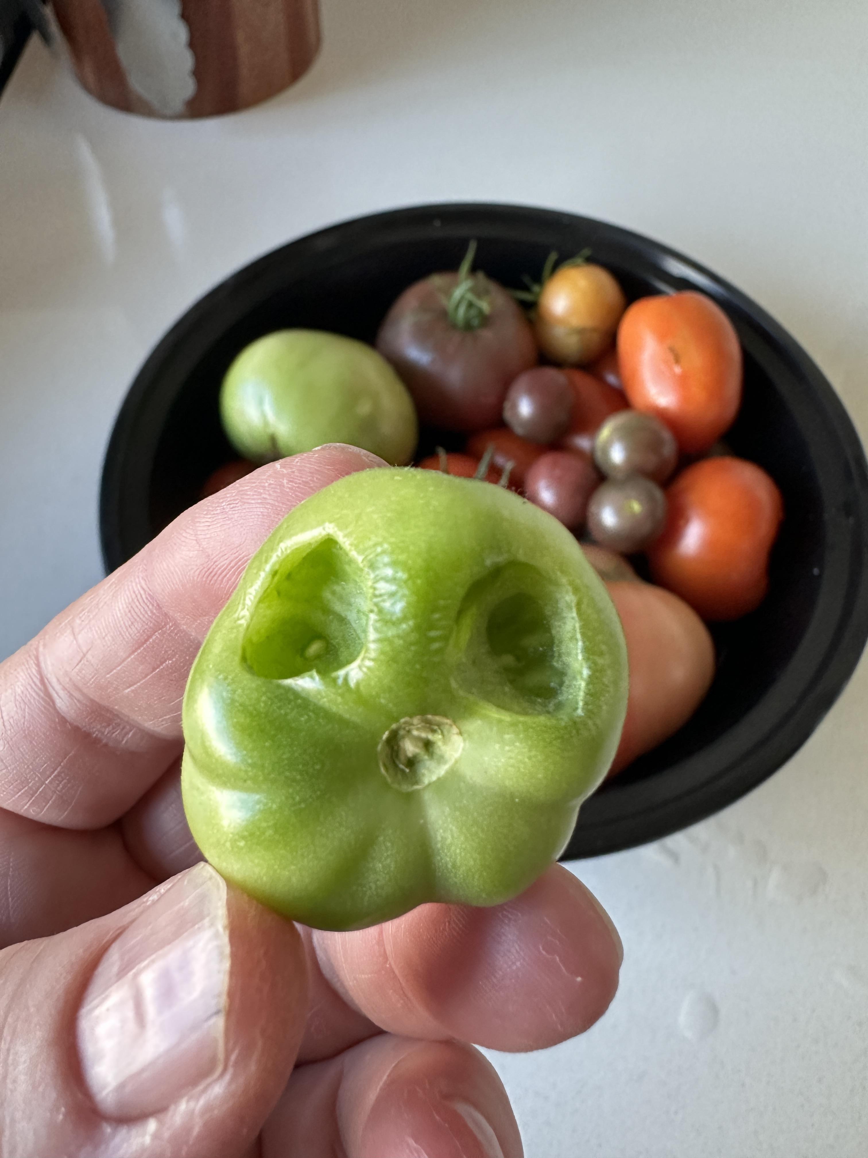 What’s Eating My Tomatoes? | Scrolller