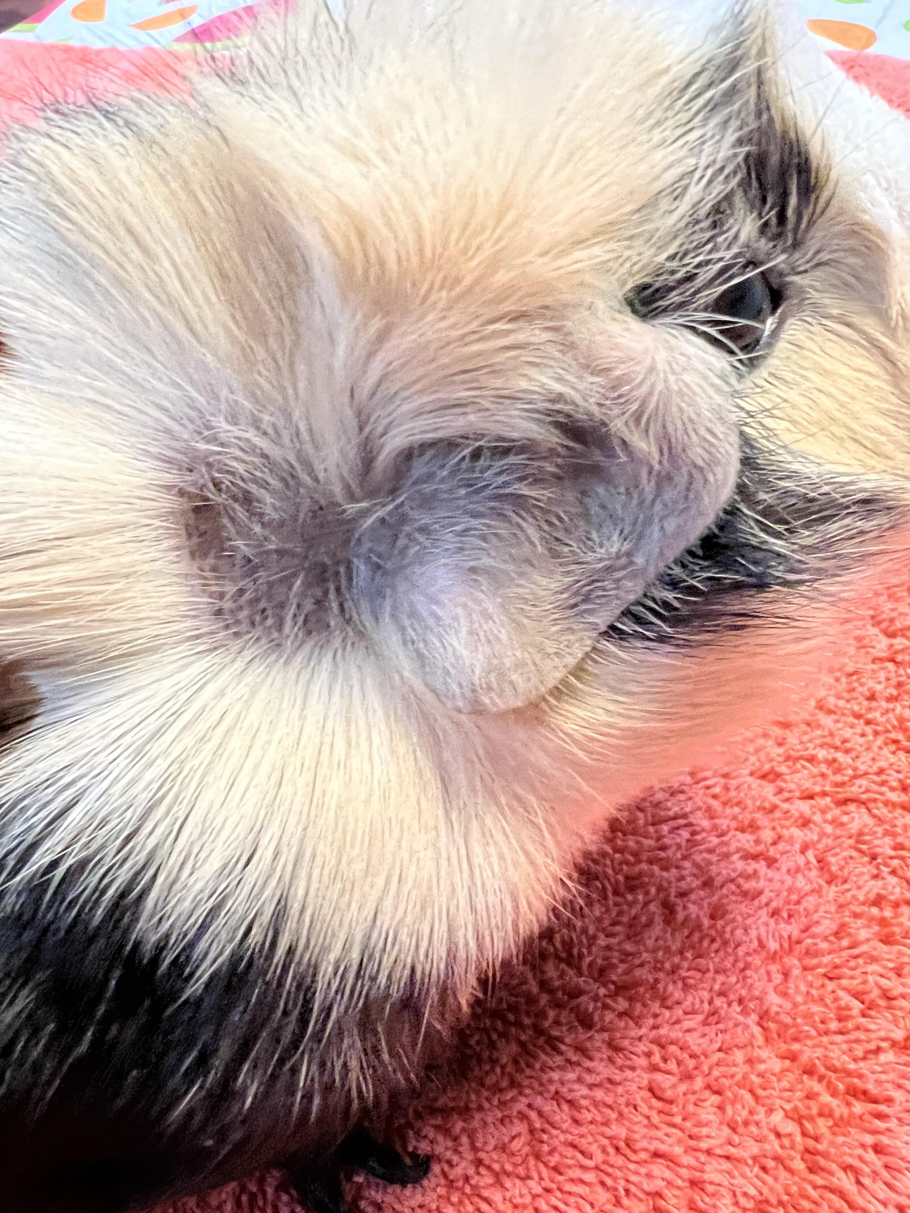 Weird bumps behind my Guinea pigs ear | Scrolller