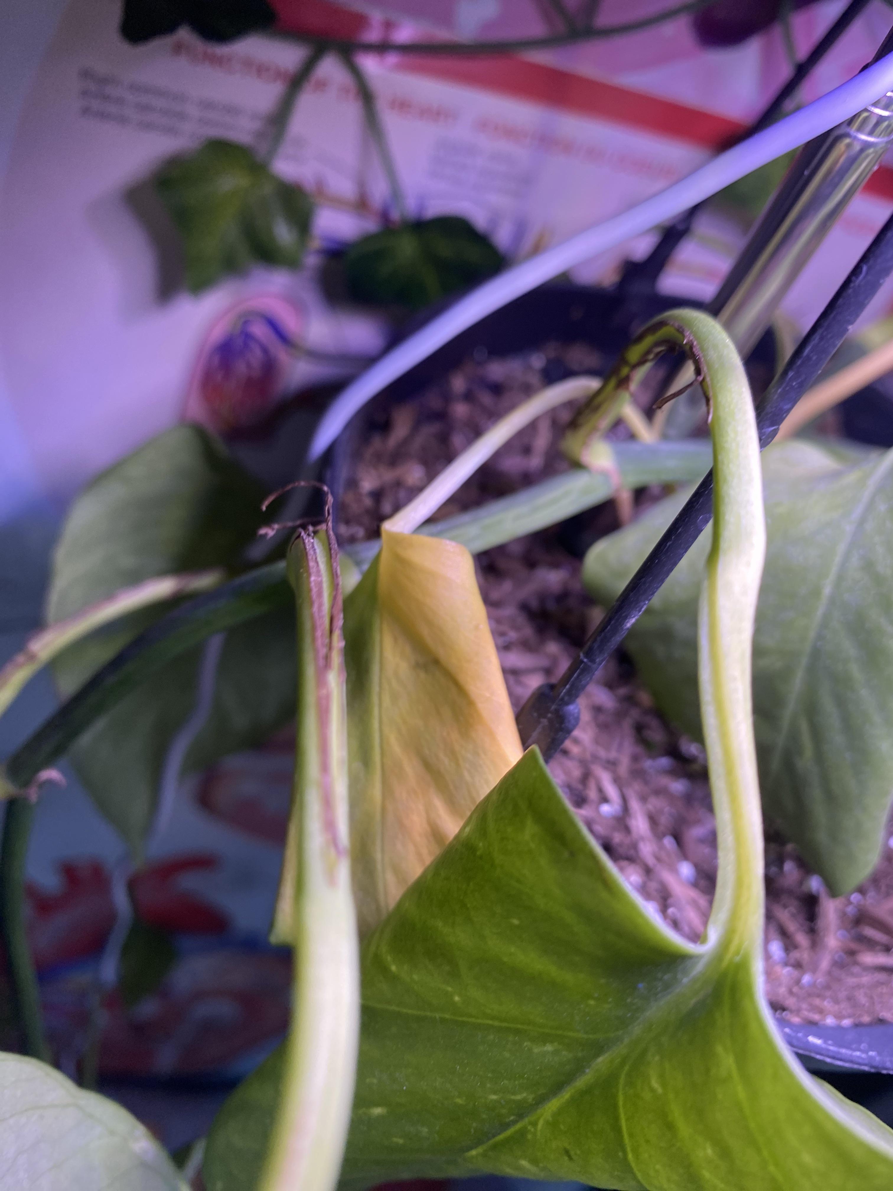 Discover more like Plants: Help! Can someone tell me what’s wrong with my pothos plants? and ...