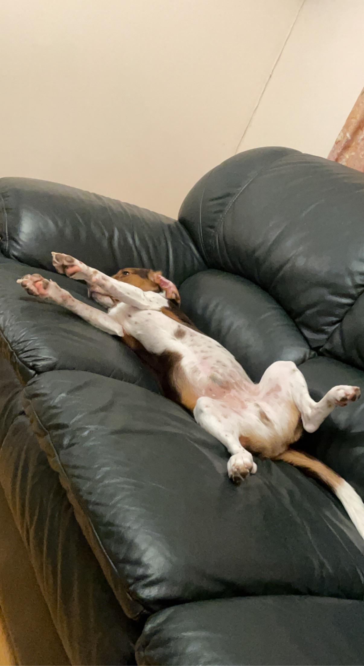 Discover more like Beagle: Bandit sleeping weird and Related Content | Scrolller