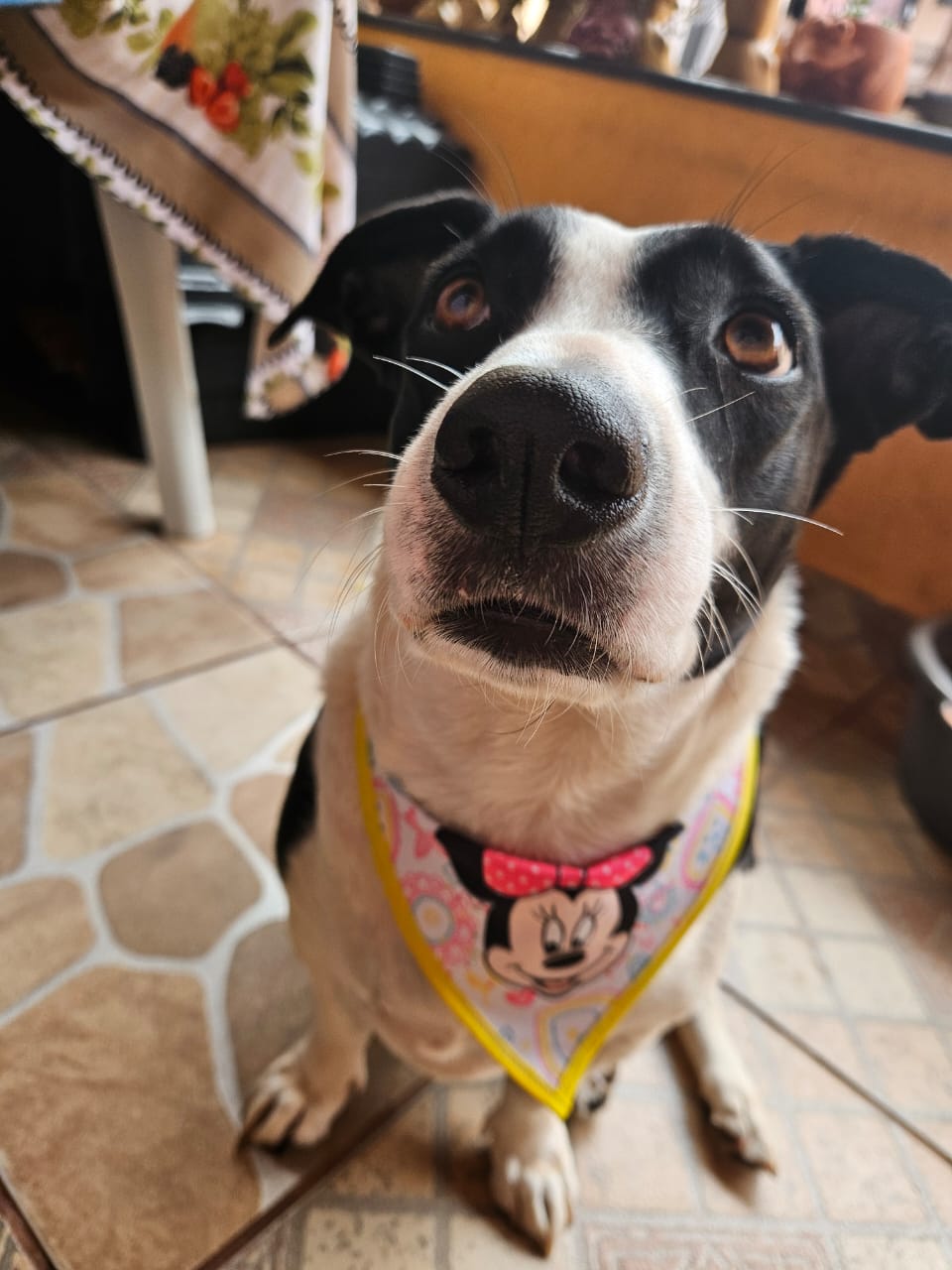 Here's a Pic of my dogs | Scrolller