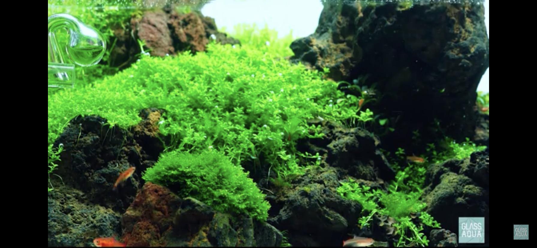 Plant ID? | Scrolller