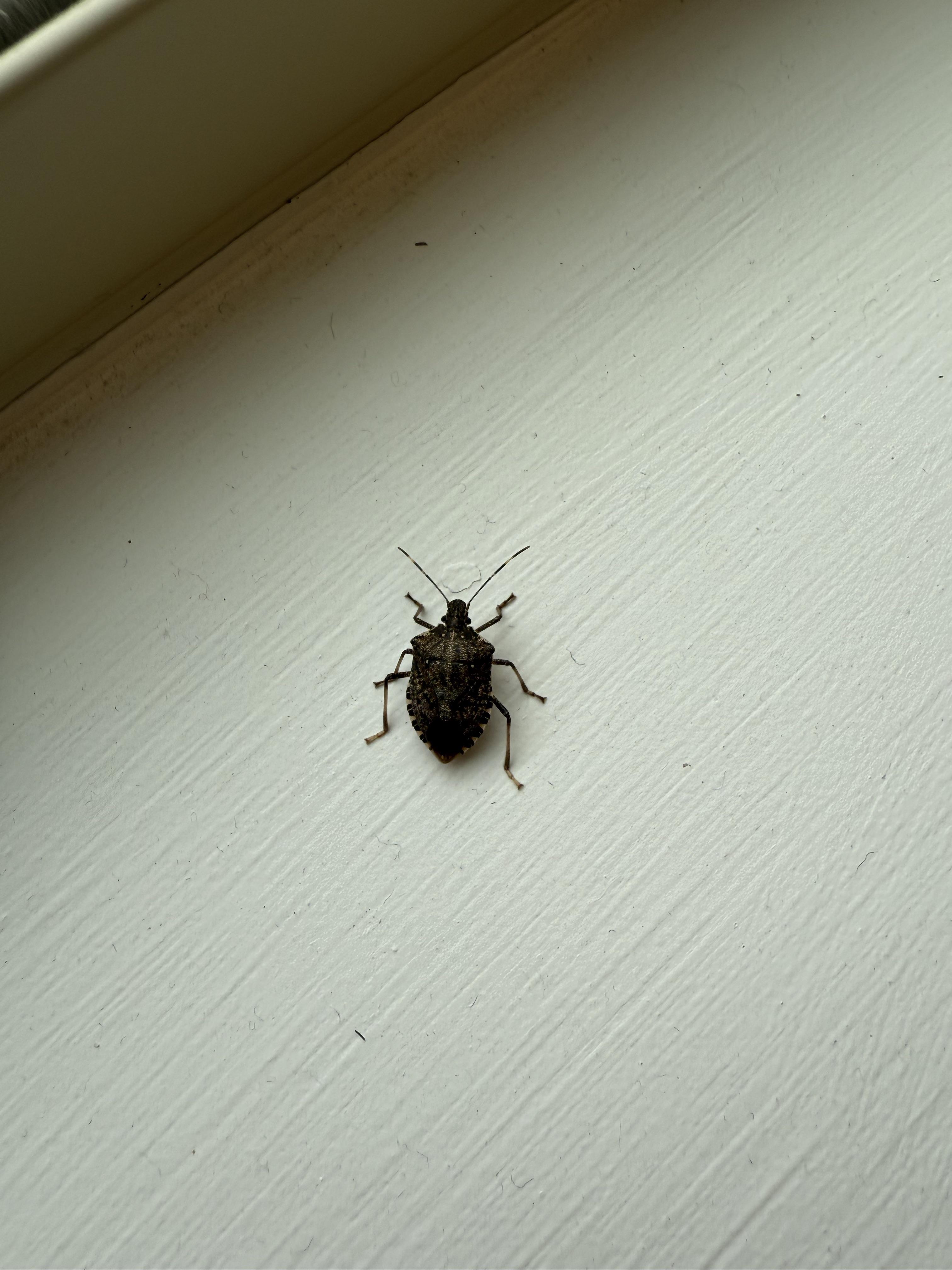 What is this bug? | Scrolller