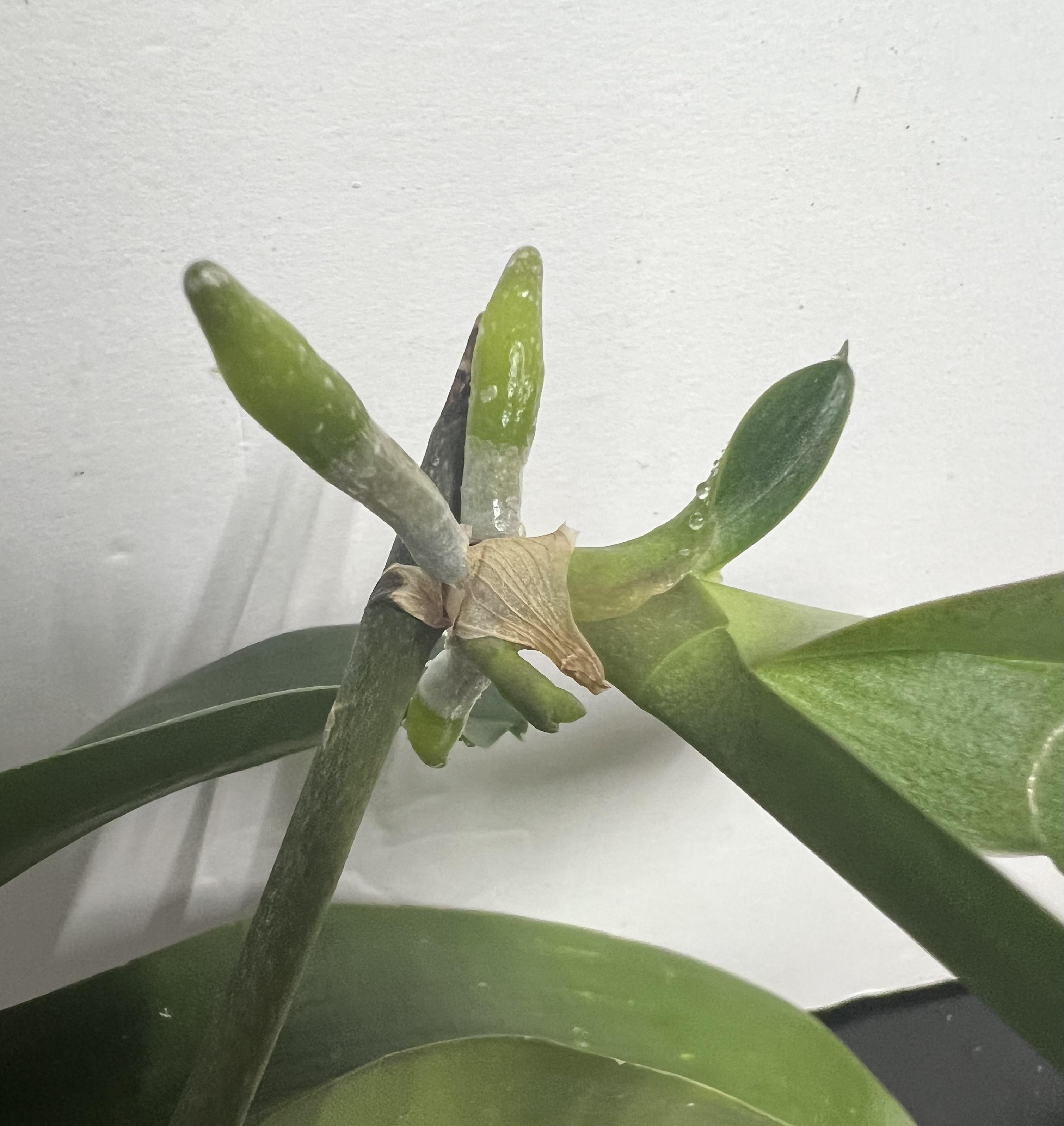 Keiki with spike | Scrolller